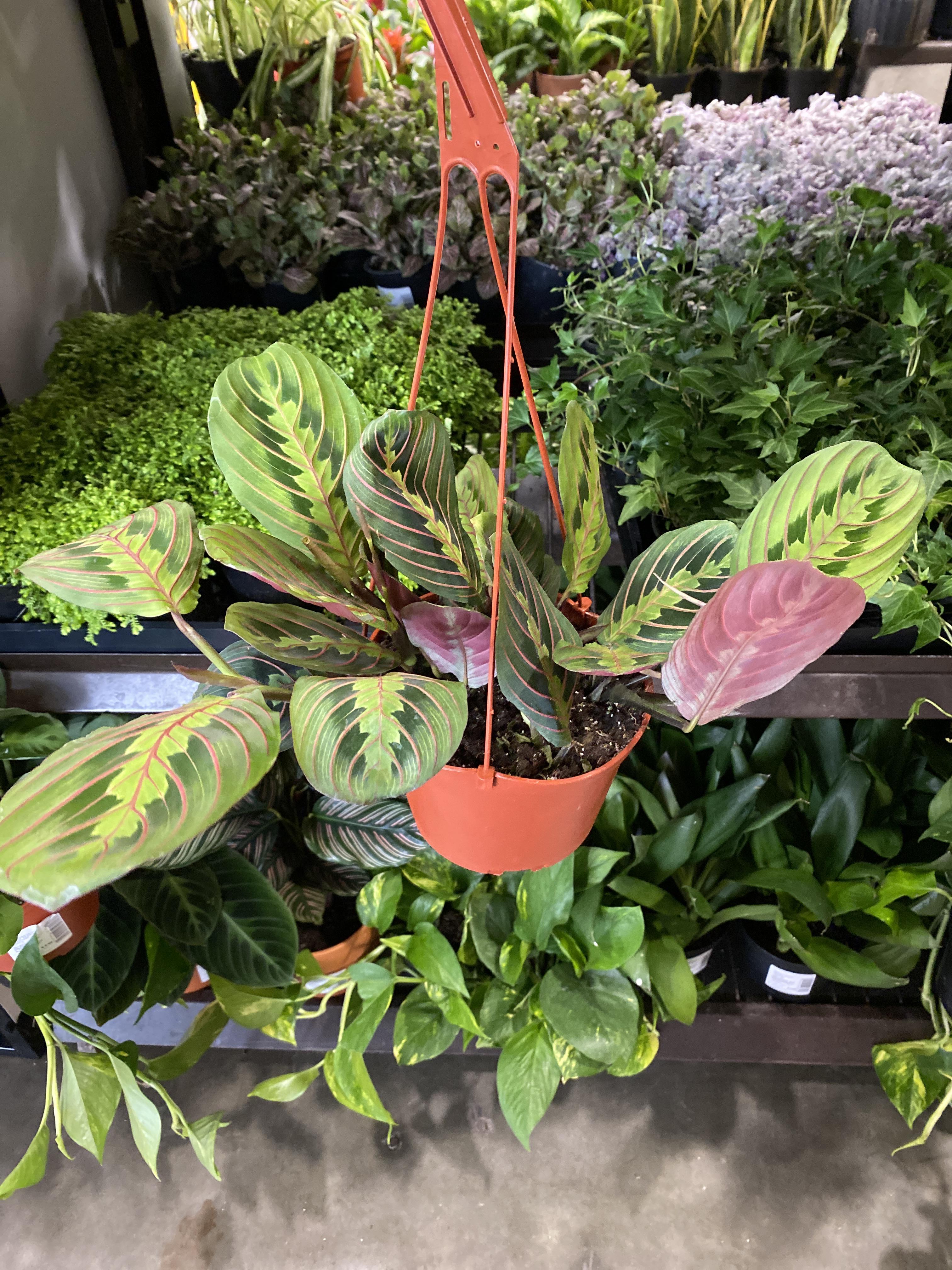 Care: Tips and tricks? | Scrolller