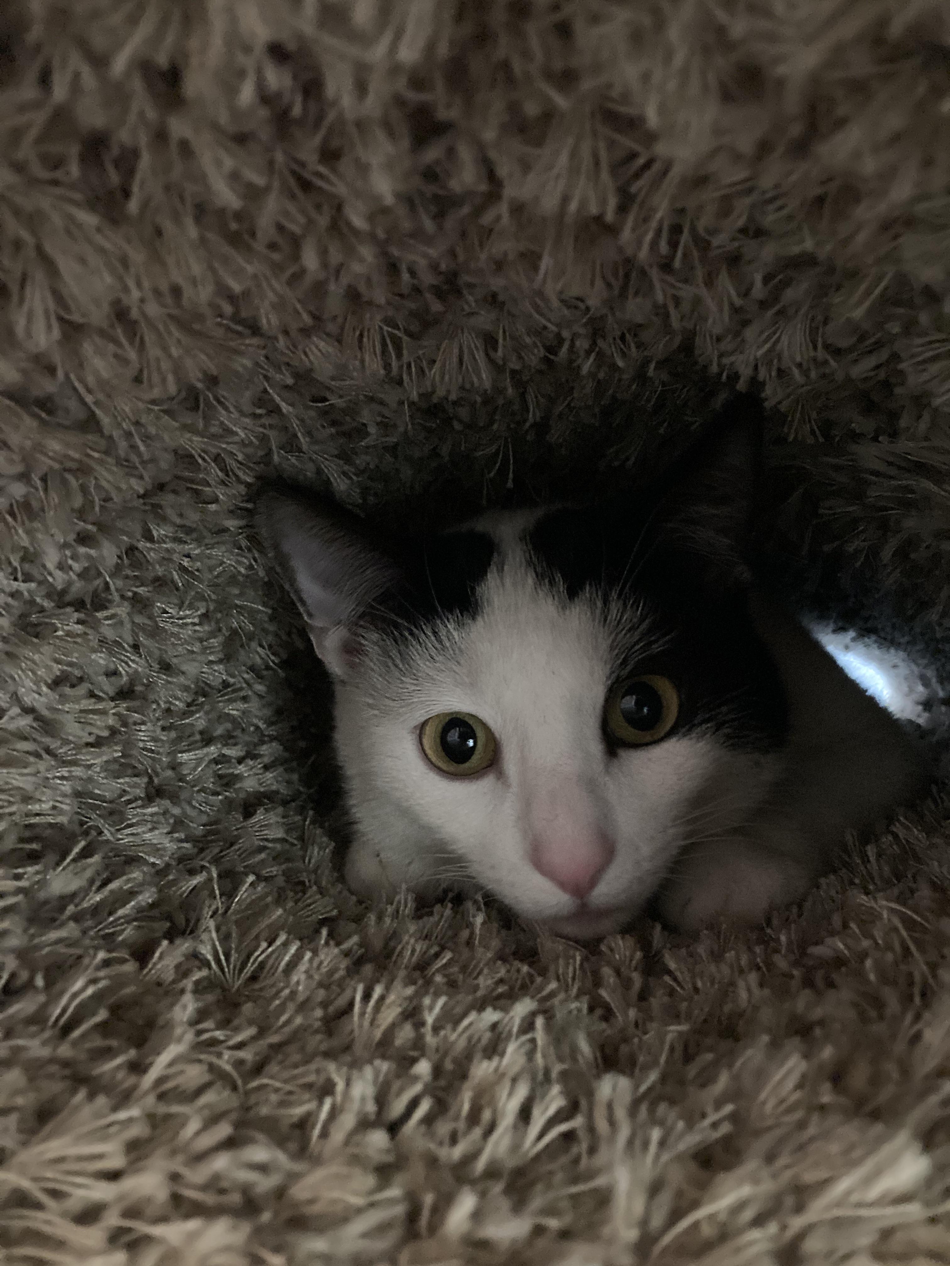 Cat burrito with extra cheese | Scrolller