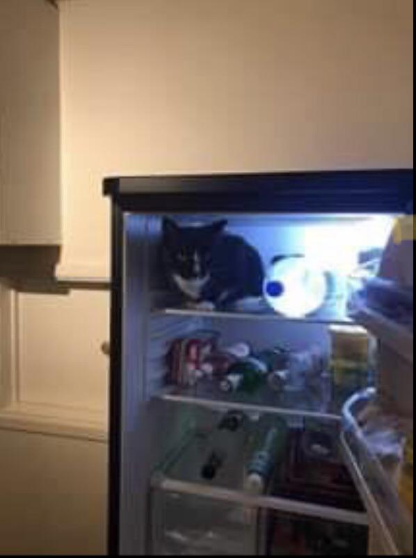 Cat chilling in the fridge (literally) | Scrolller