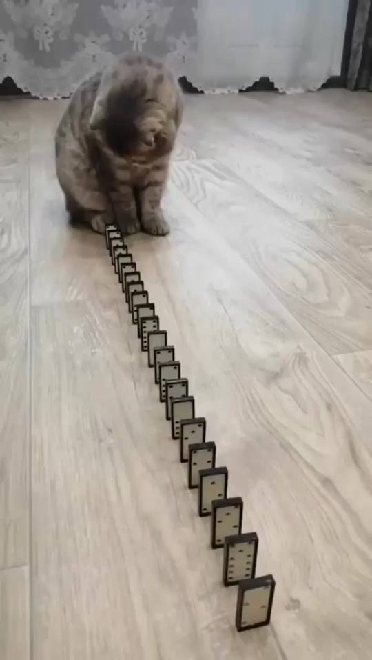 Cat taps dominos | Scrolller
