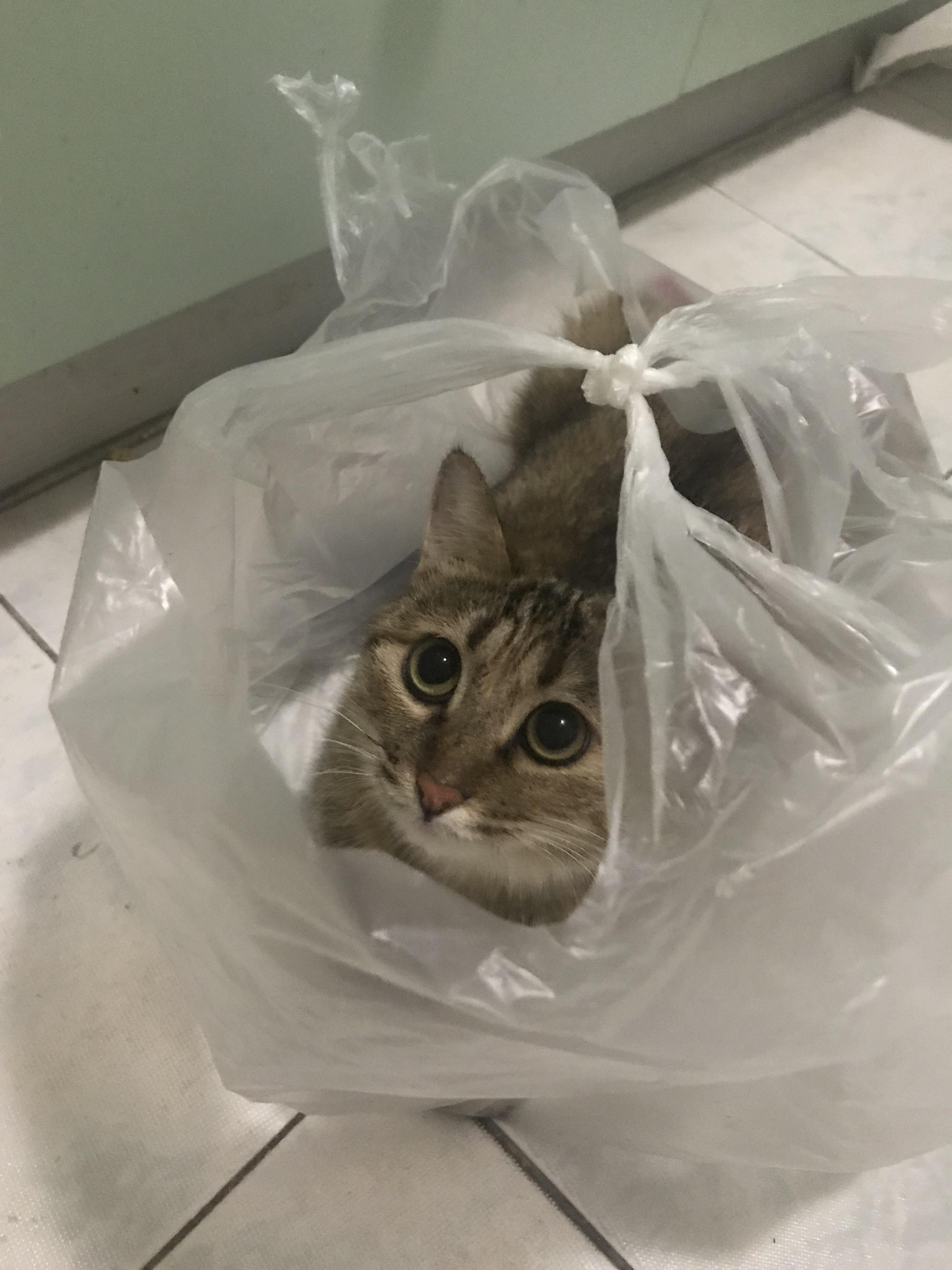 Cat in a bag. Baby has big eyes | Scrolller