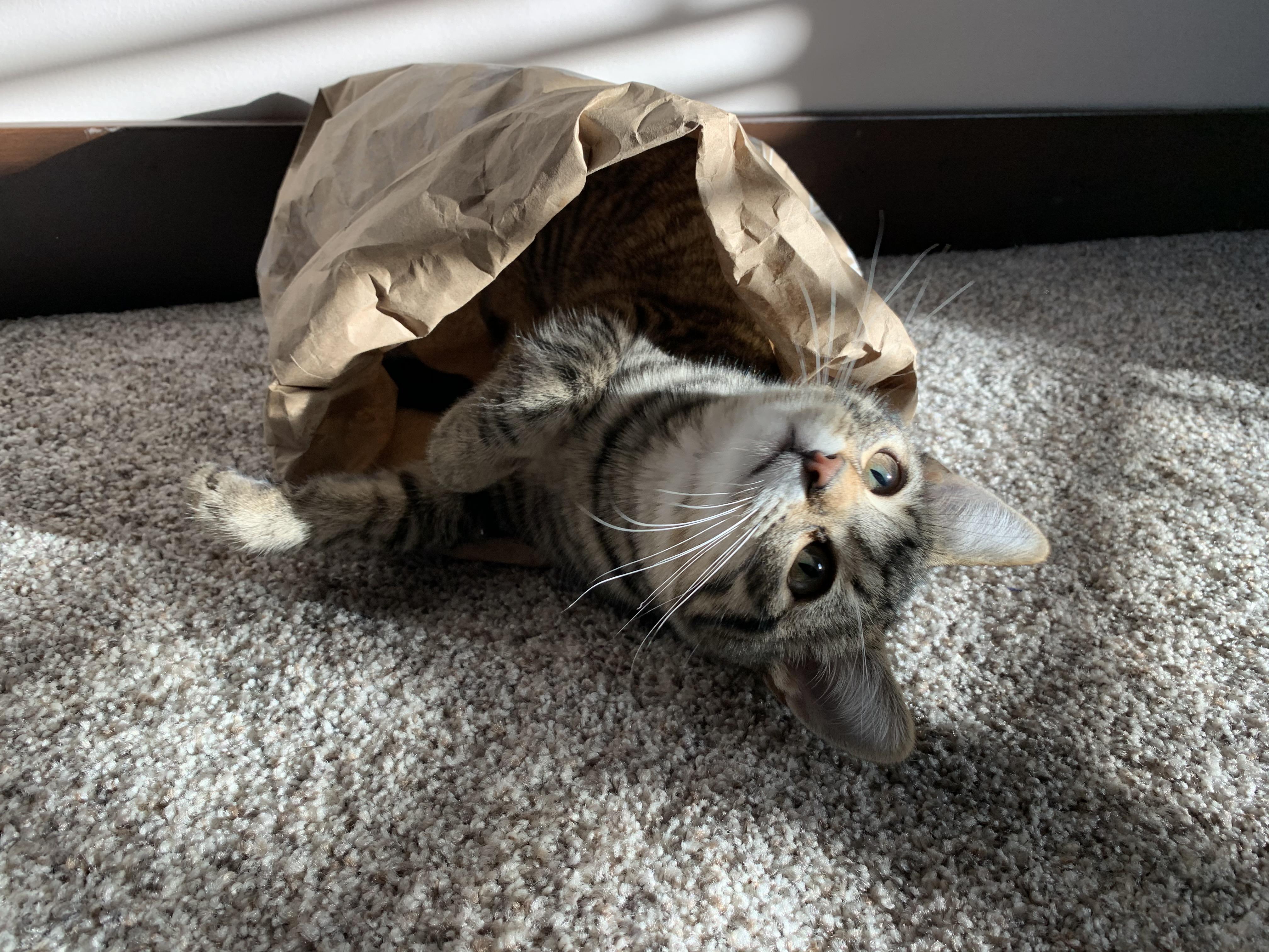 Cat in a bag in the sun | Scrolller