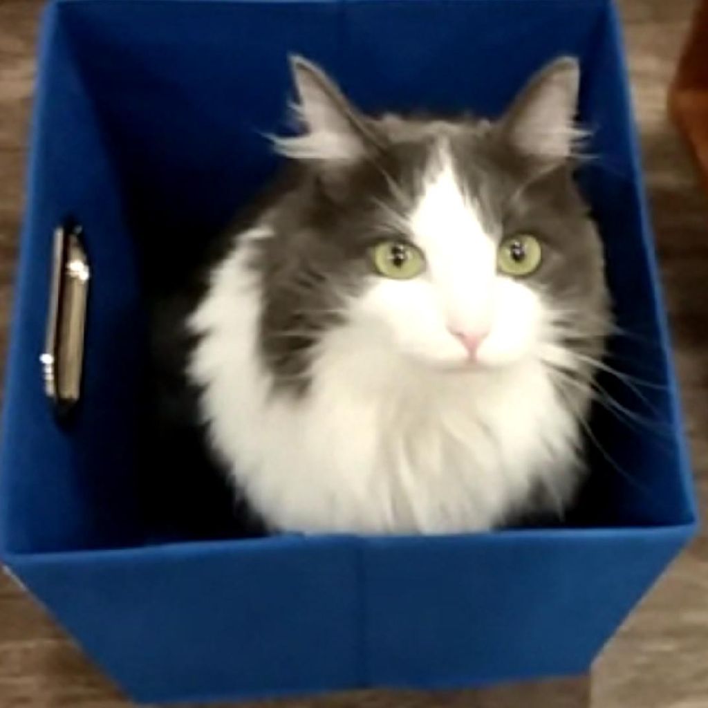 Cat in box | Scrolller