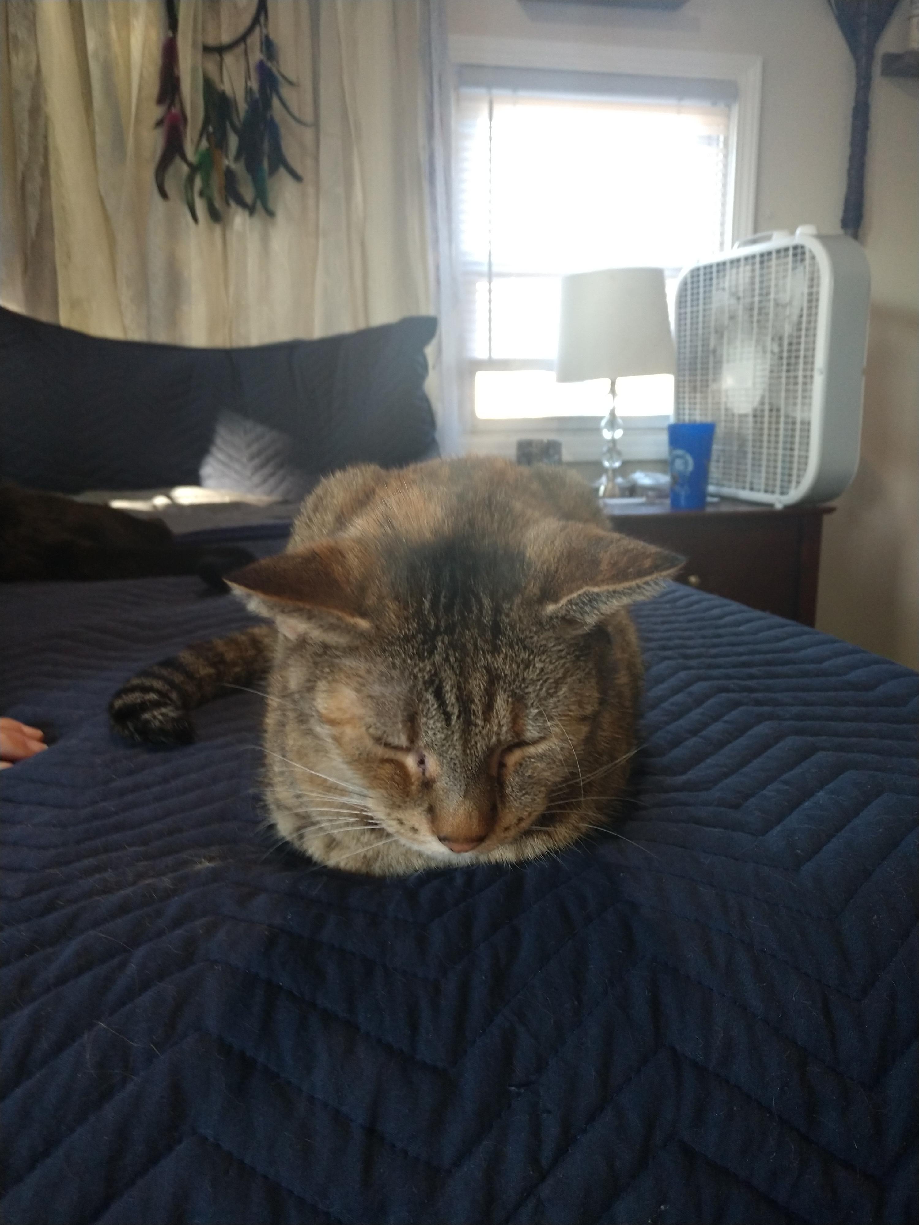 cat loaf | Scrolller