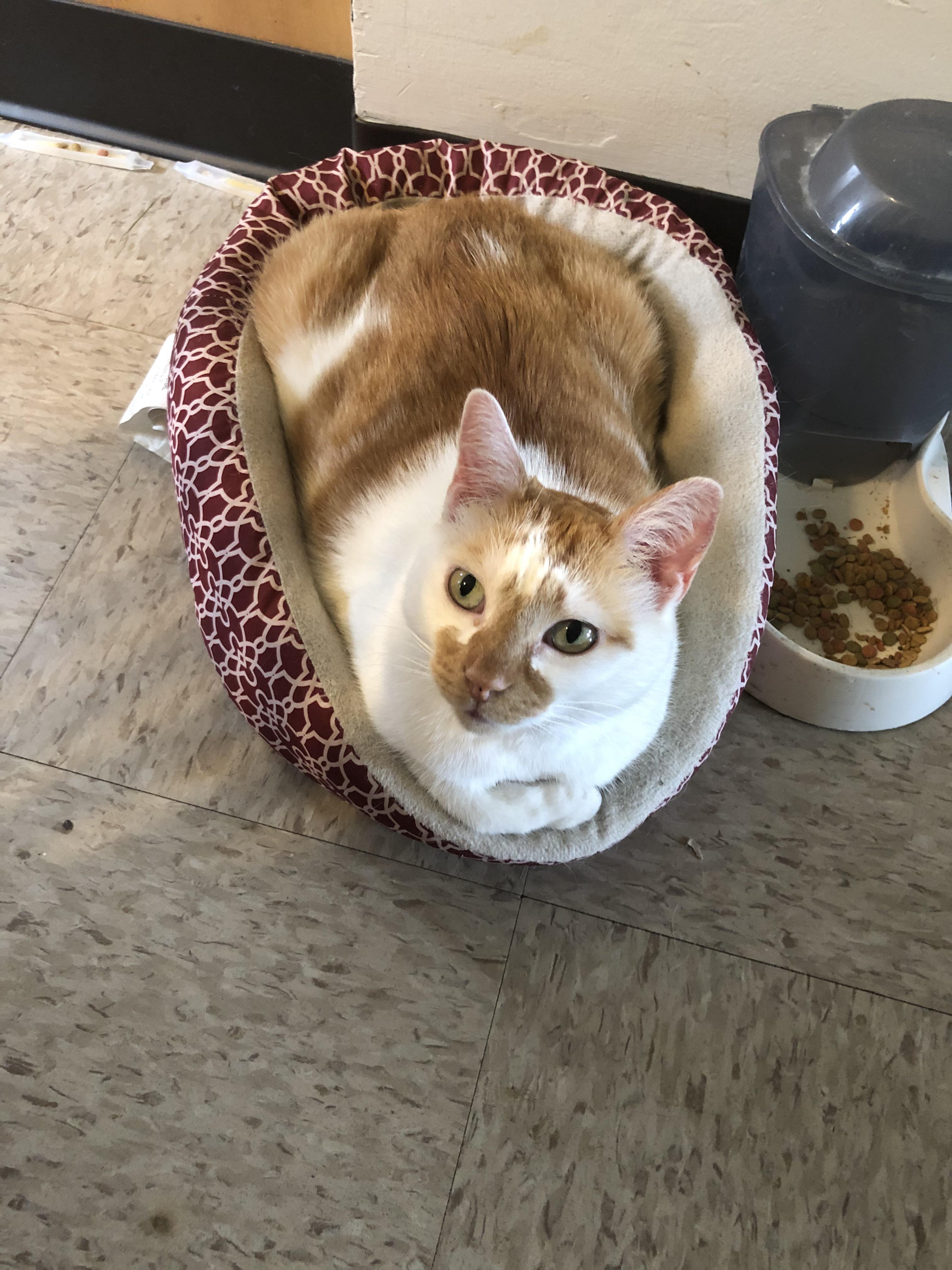 Cat loaf in bed | Scrolller