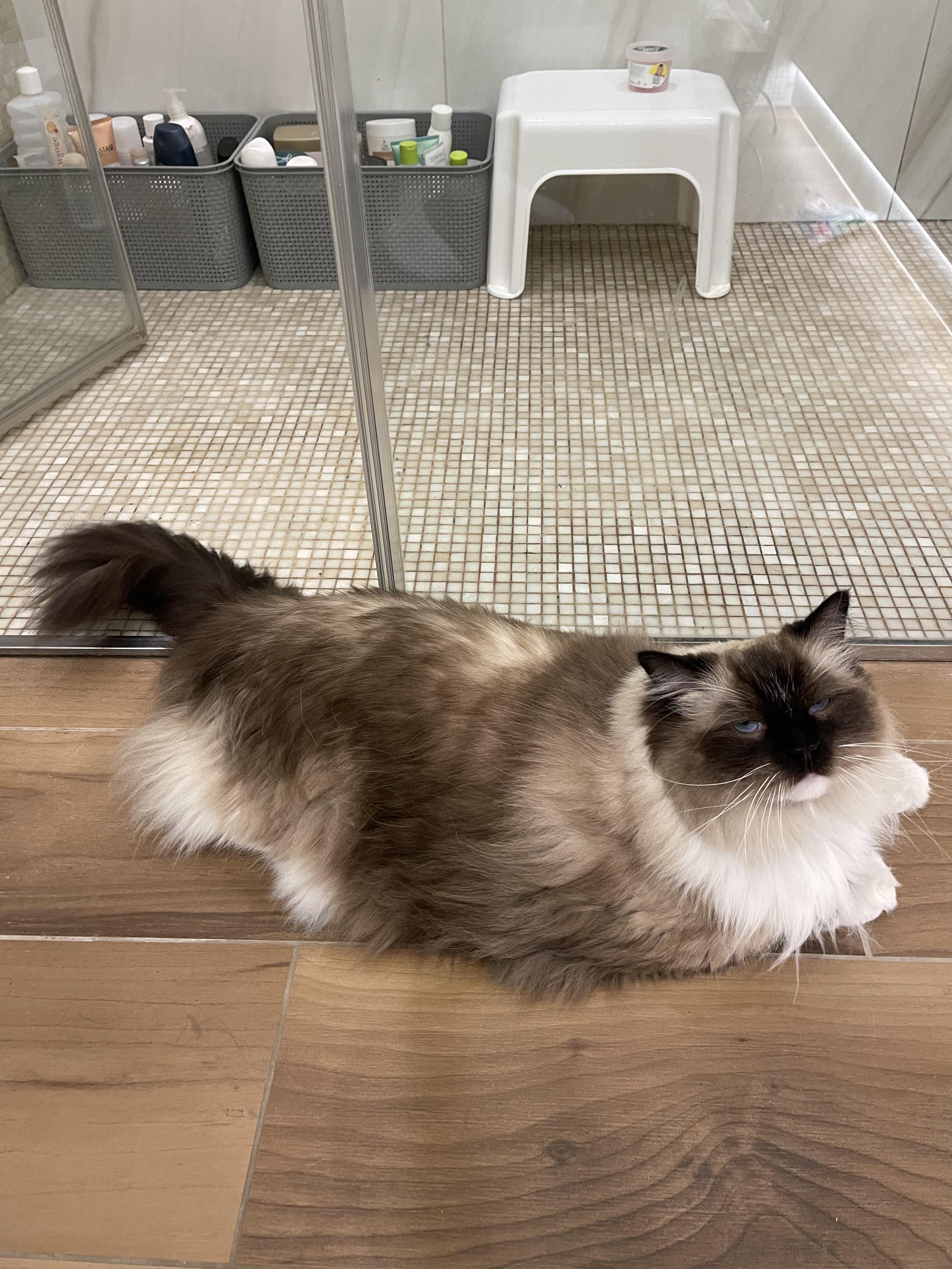 cat rule | Scrolller