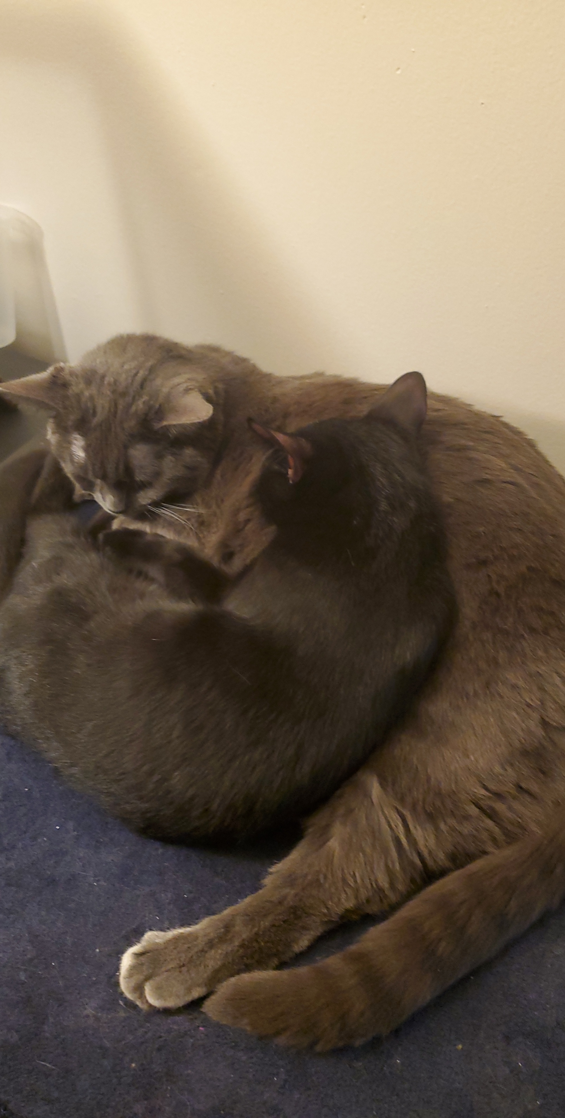 Cat rule | Scrolller