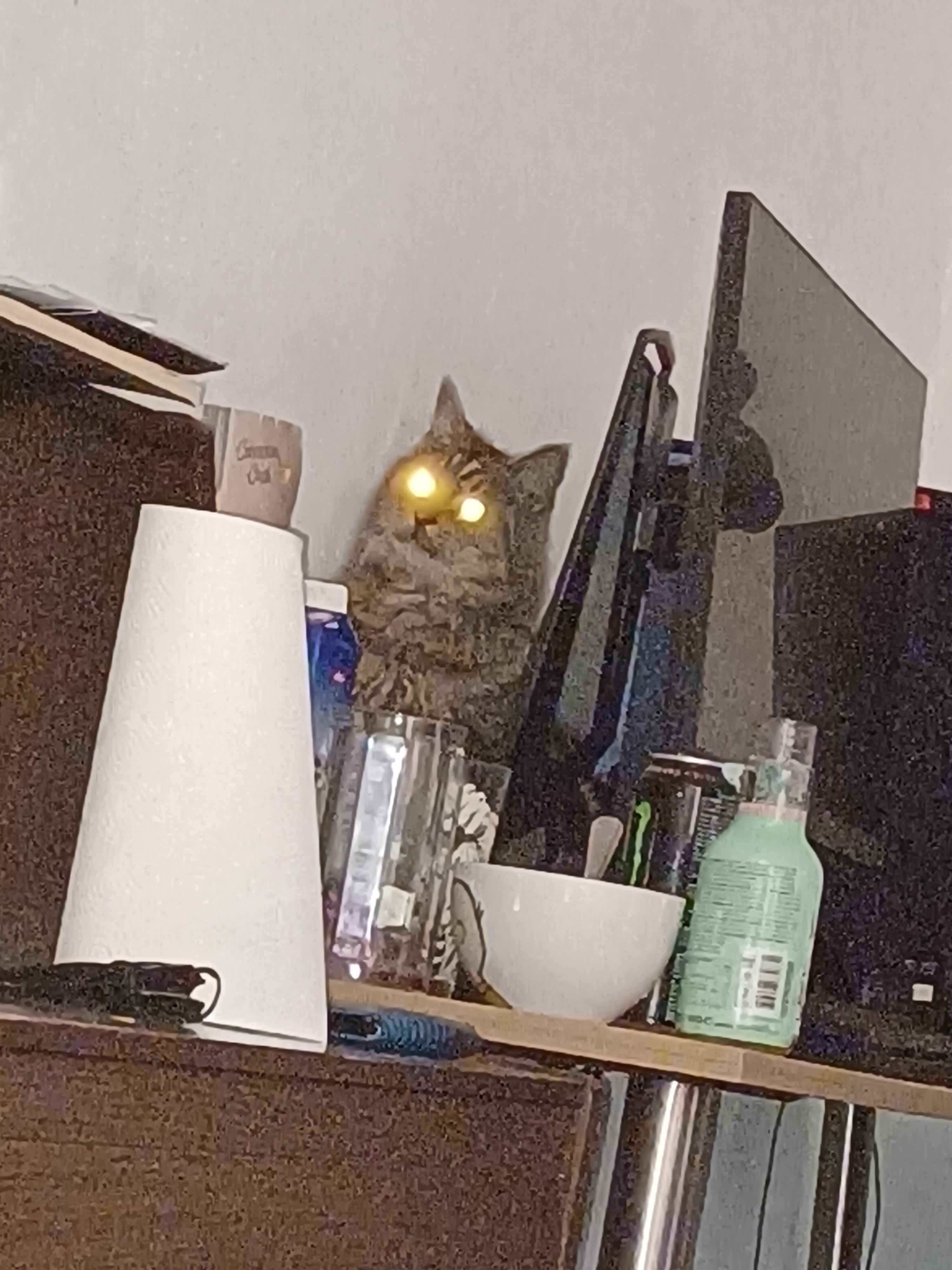 Cat rule | Scrolller