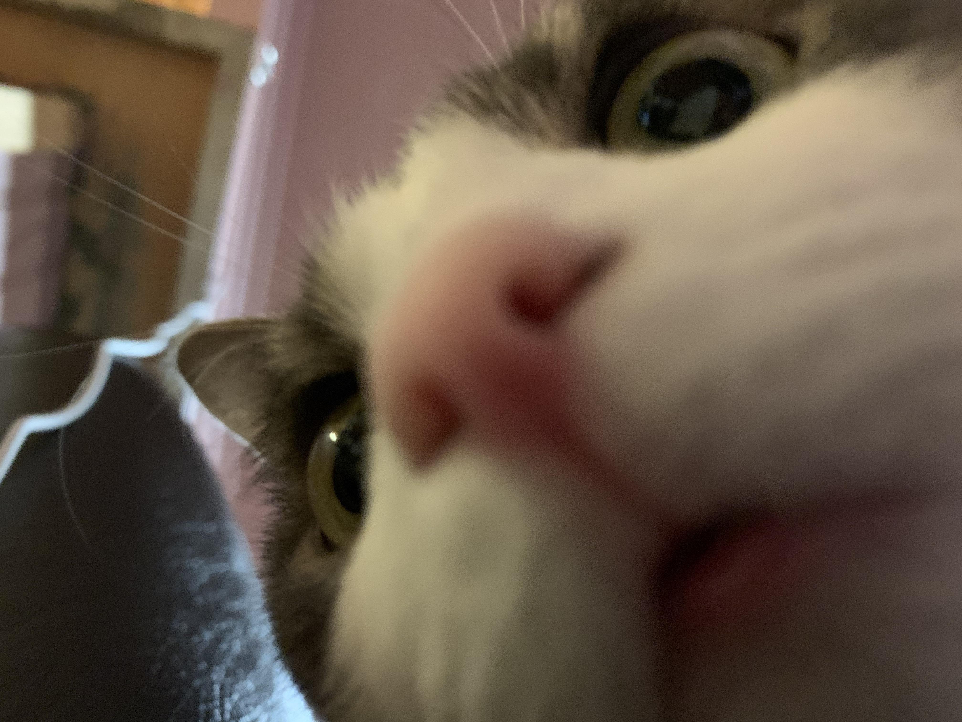 Cat says hello! | Scrolller