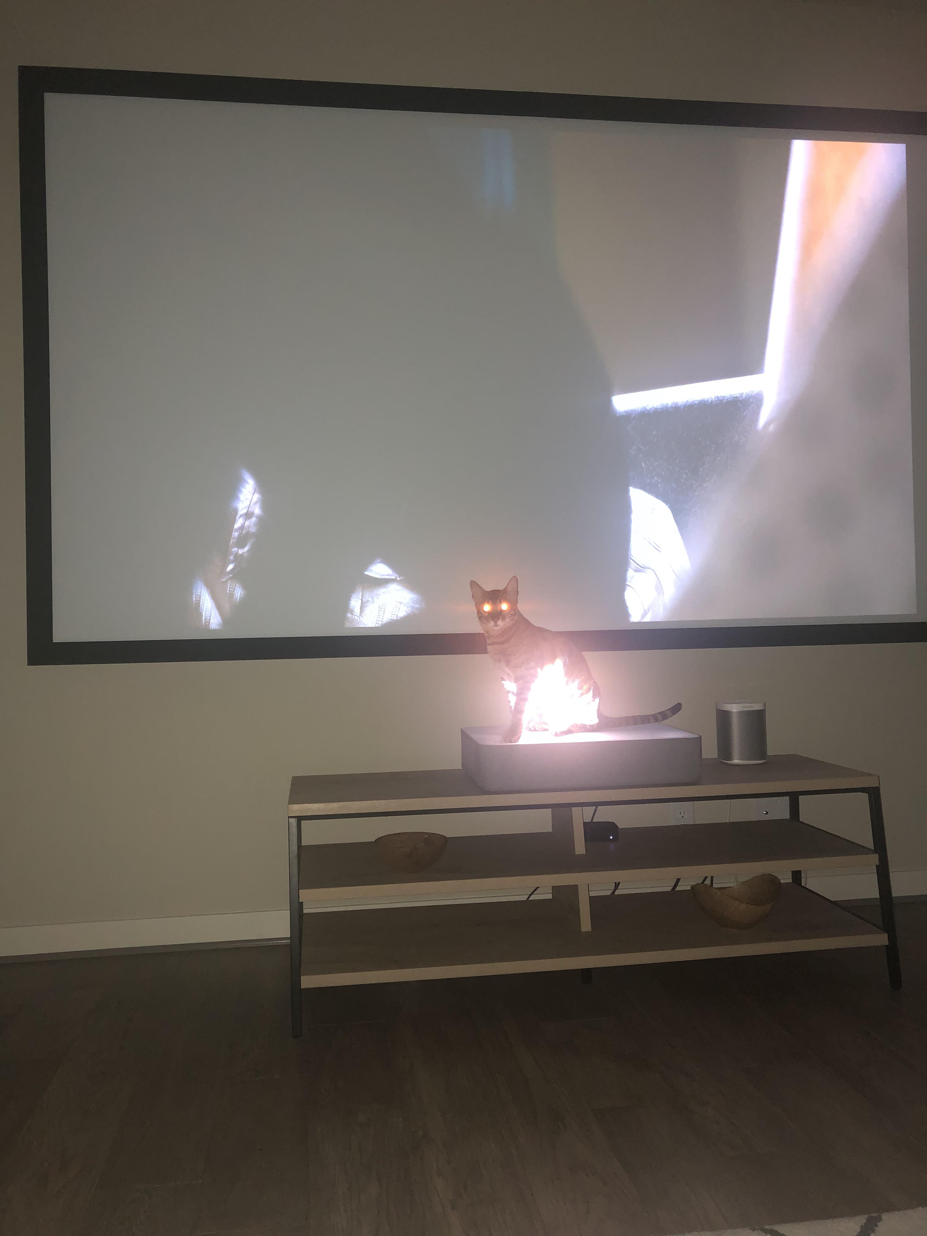 Cat vs. Projector | Scrolller