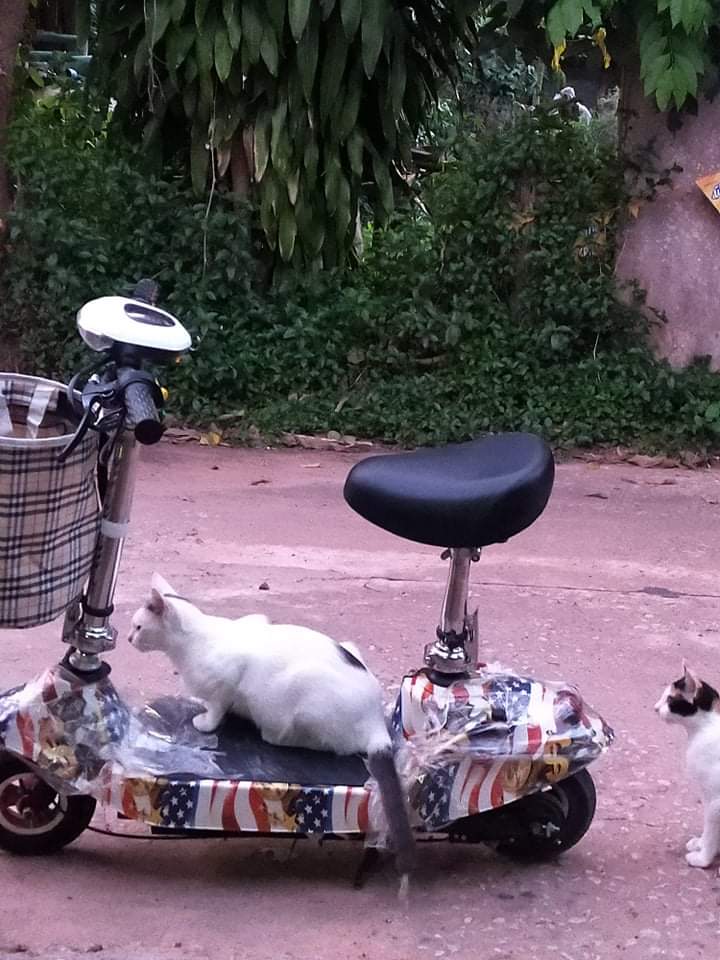 Caterscooter | Scrolller