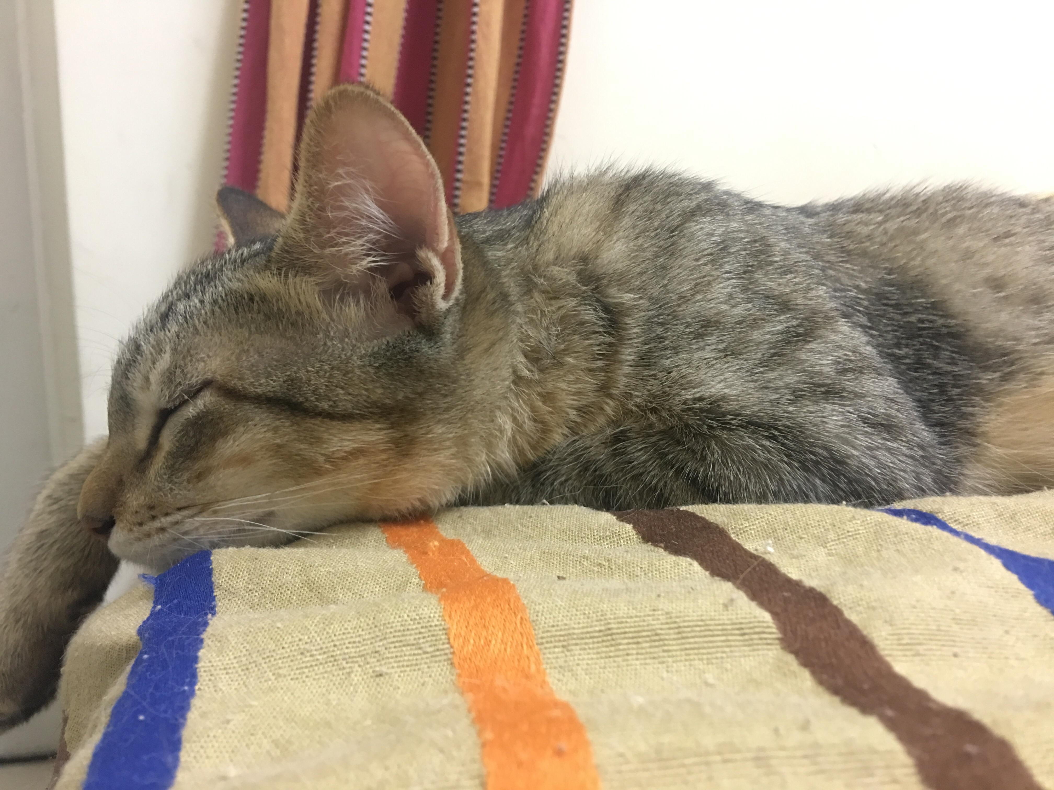 cats are prophets for naps | Scrolller