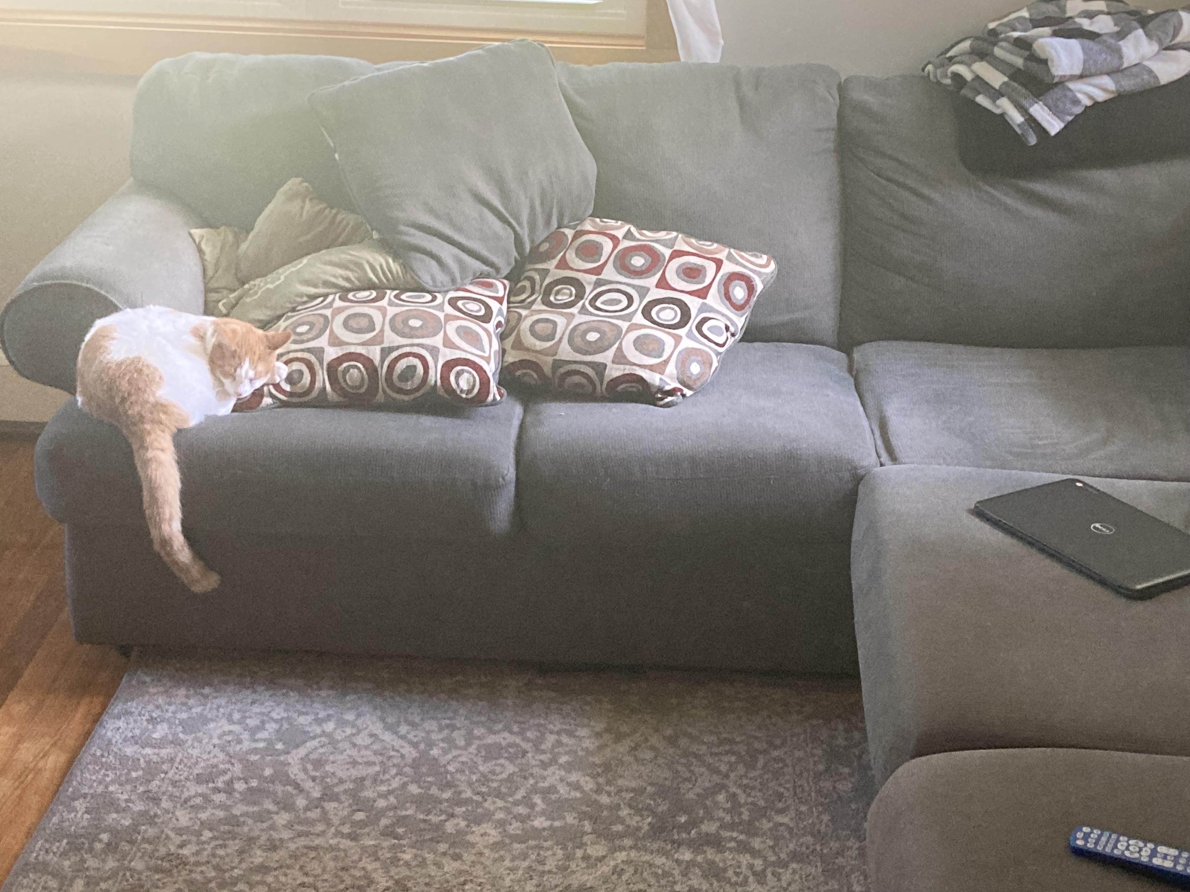 Cats are so odd sometimes. She has the entire couch to herself and she chooses to sleep on the ...