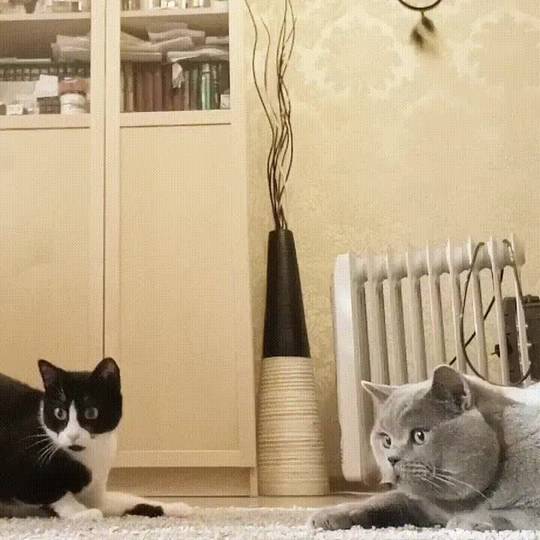 Cats doing neck exercise | Scrolller