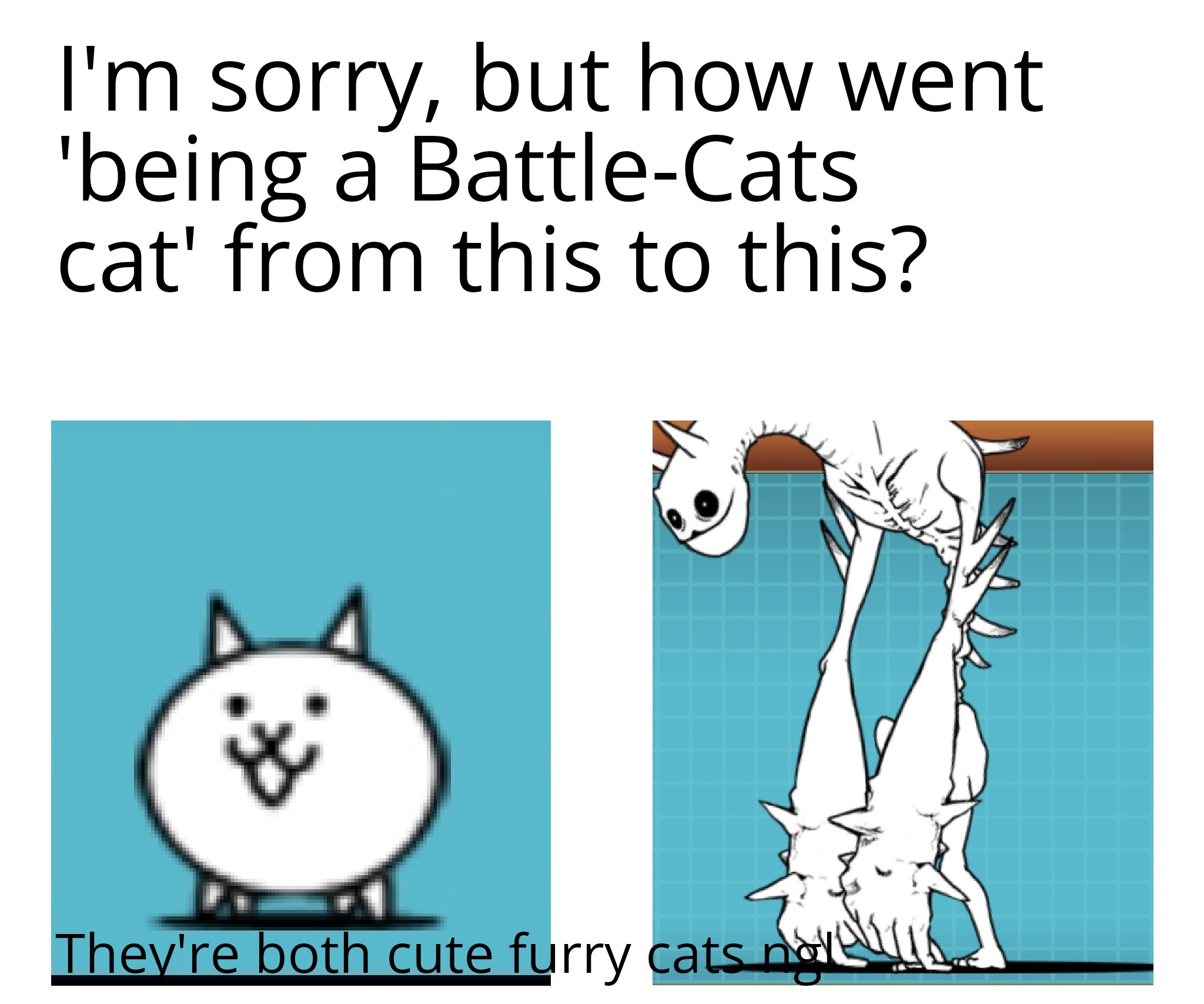 Cats_irl | Scrolller