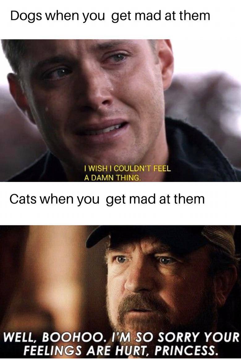 Cats Vs Dogs: Supernatural Edition | Scrolller