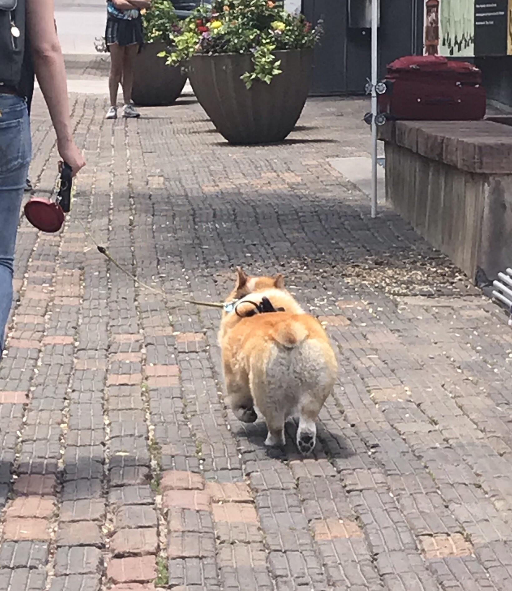 Caught a corgi booty midstep 🍑 | Scrolller
