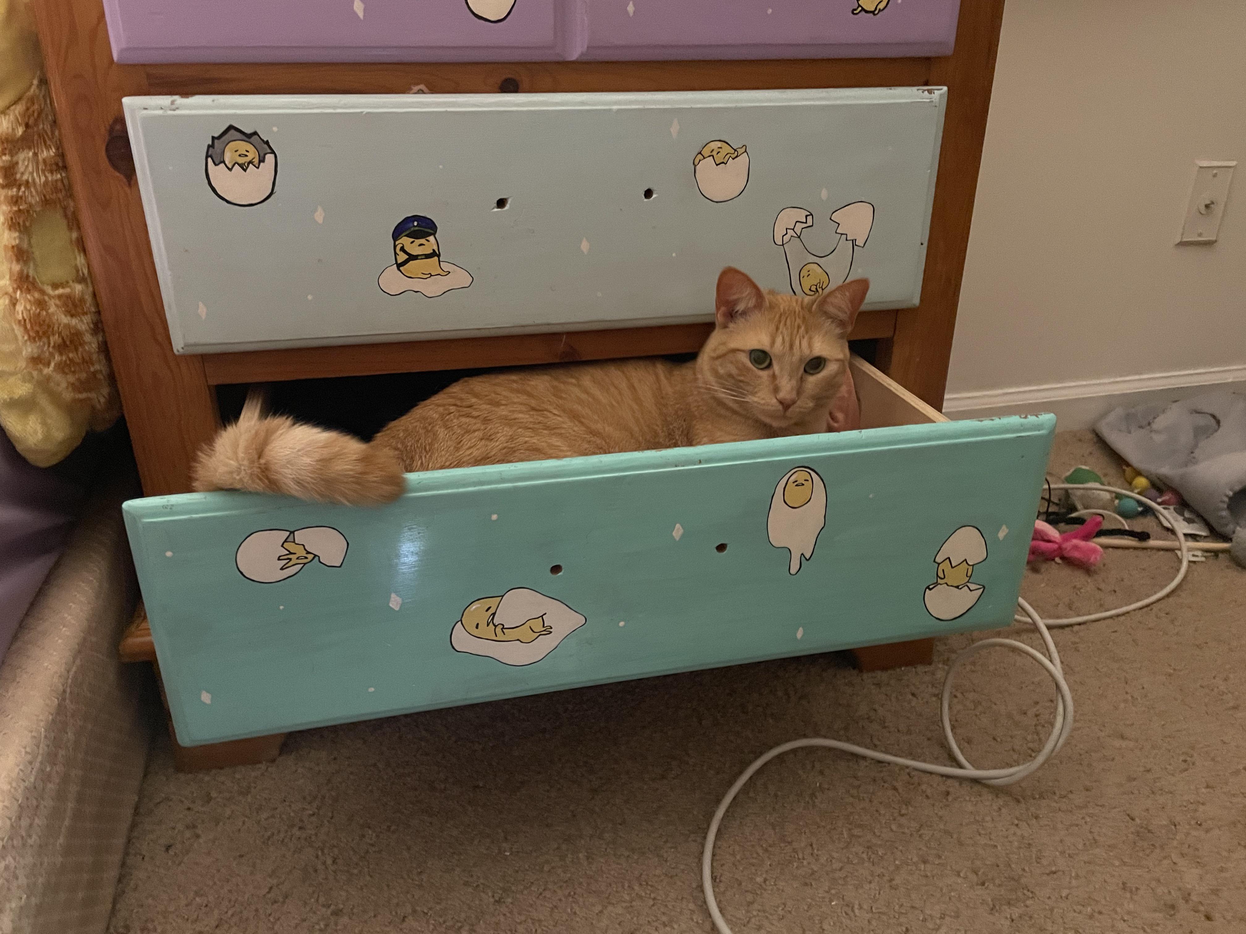 Caught her in the drawer I hide the catnip in | Scrolller