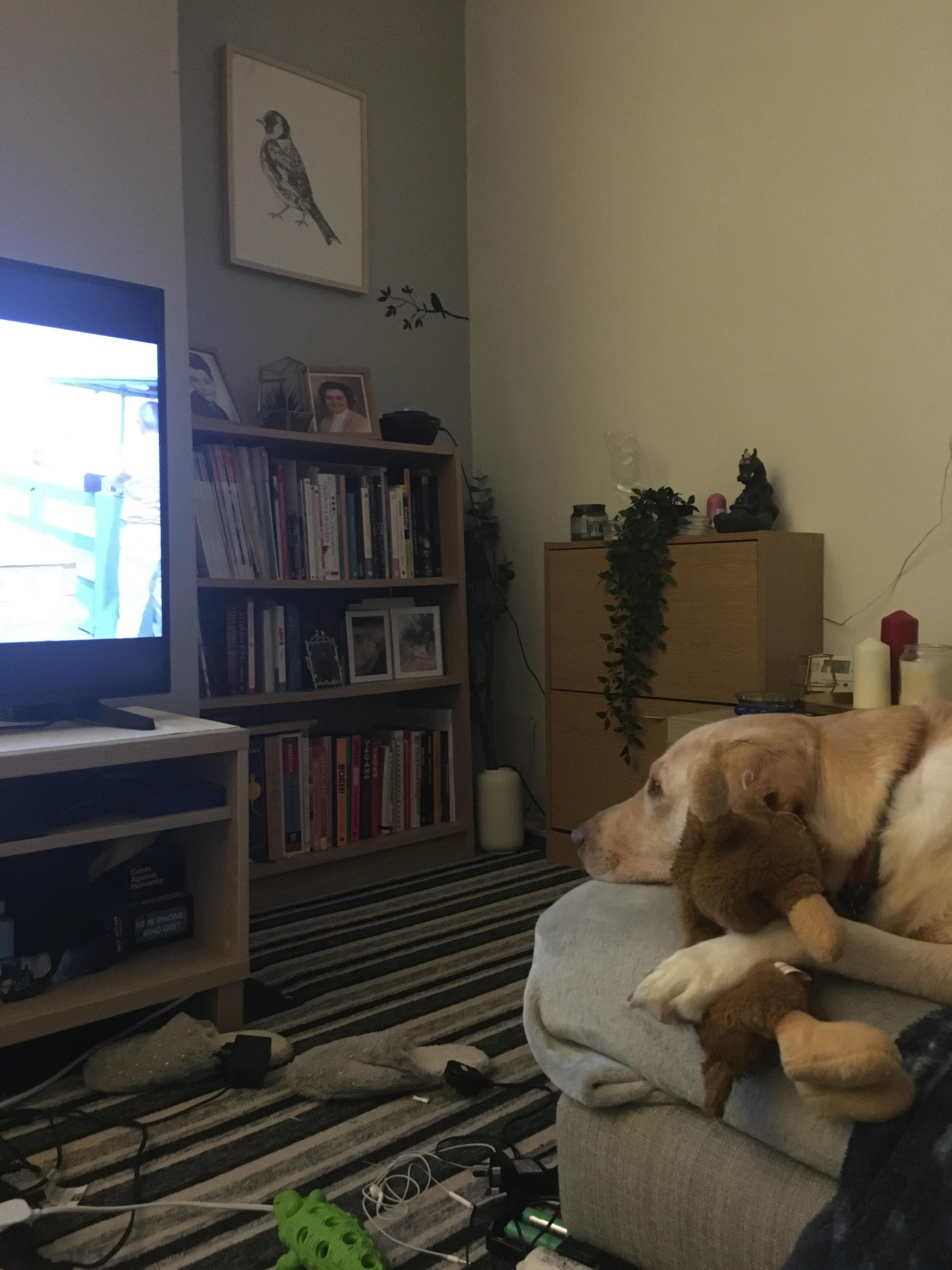 Discover more like Eyebleach: Caught Molly cuddling her crinkle rabbit. My heart 😫 and Related ...