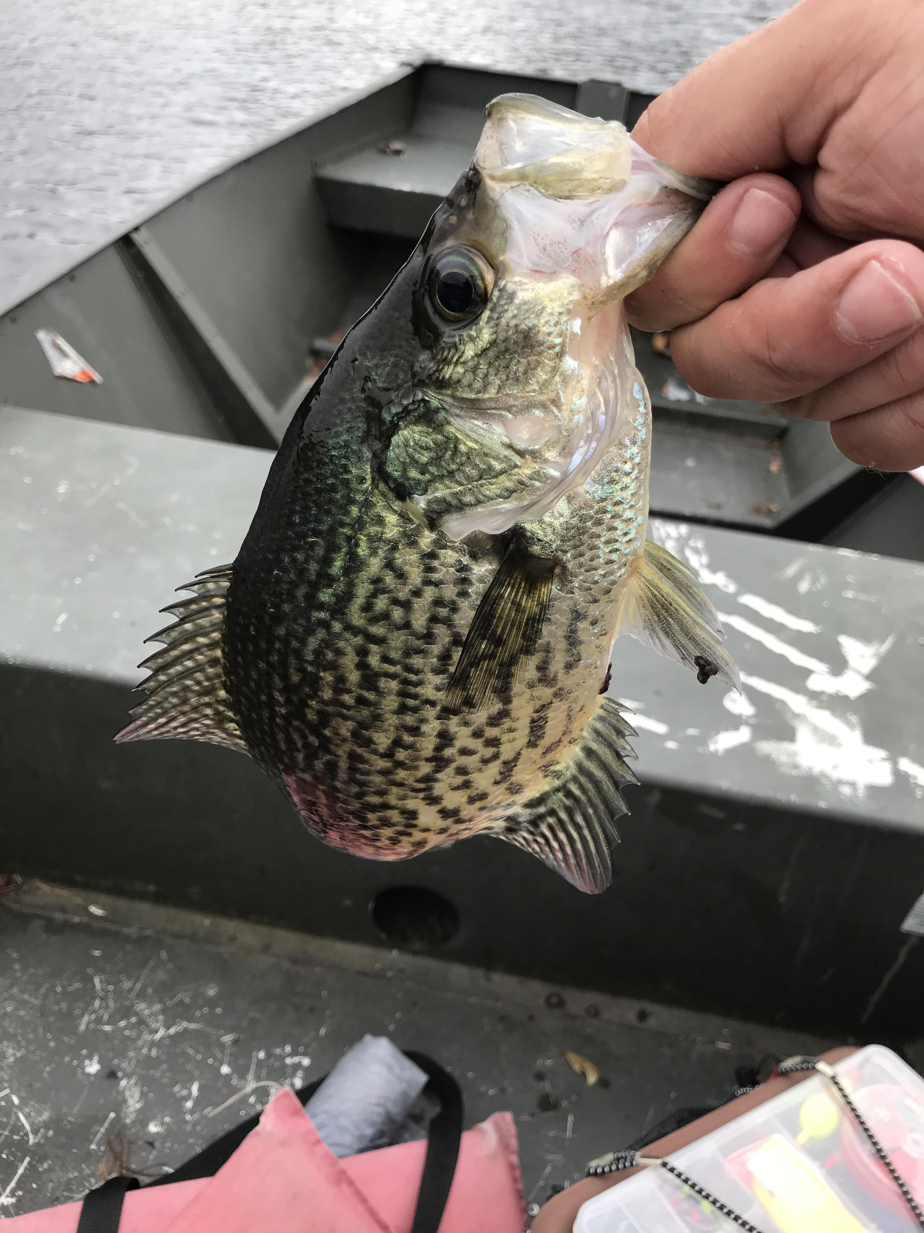 Caught this beaut on a navy base | Scrolller