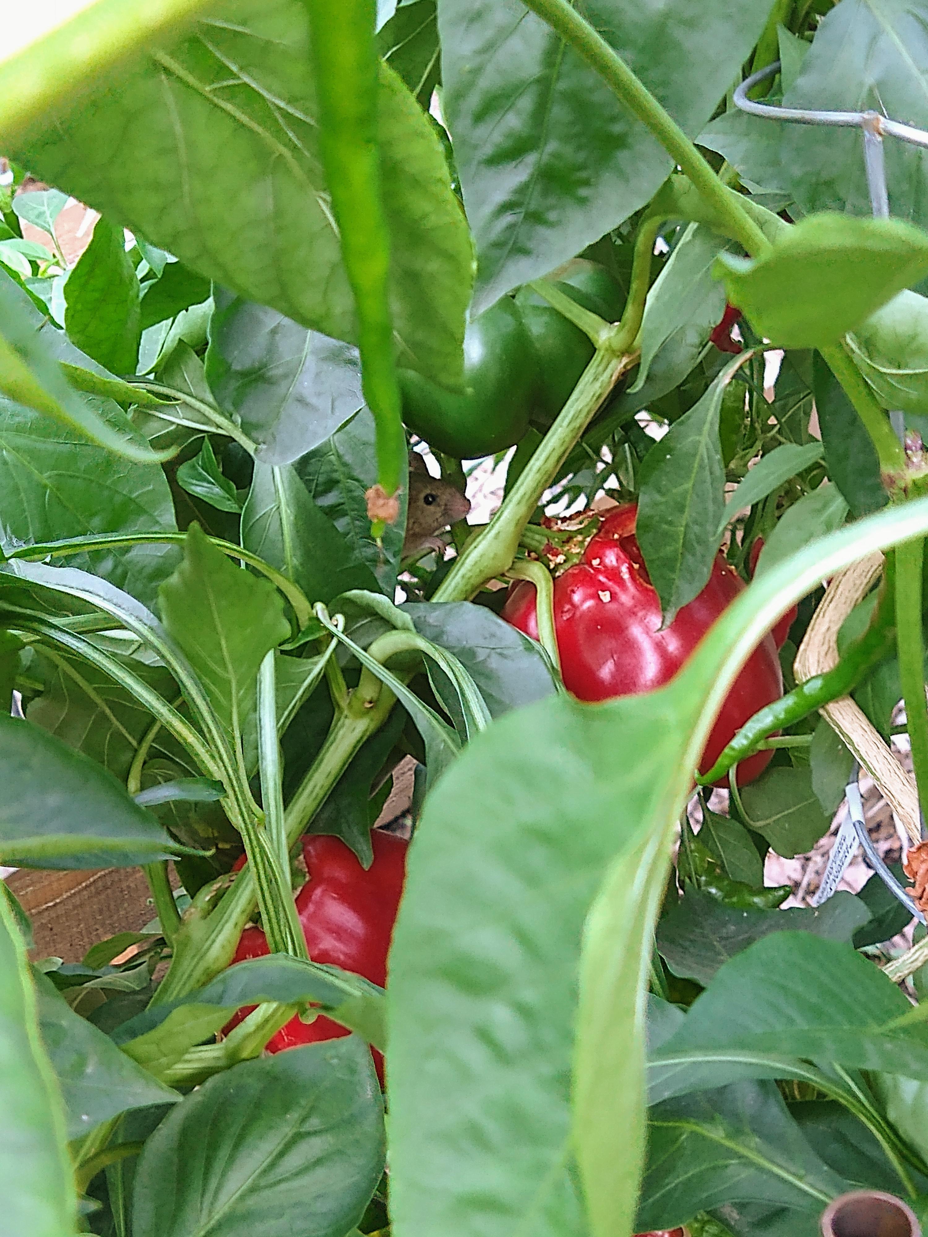 Caught this guy eating my beautiful bell pepper | Scrolller