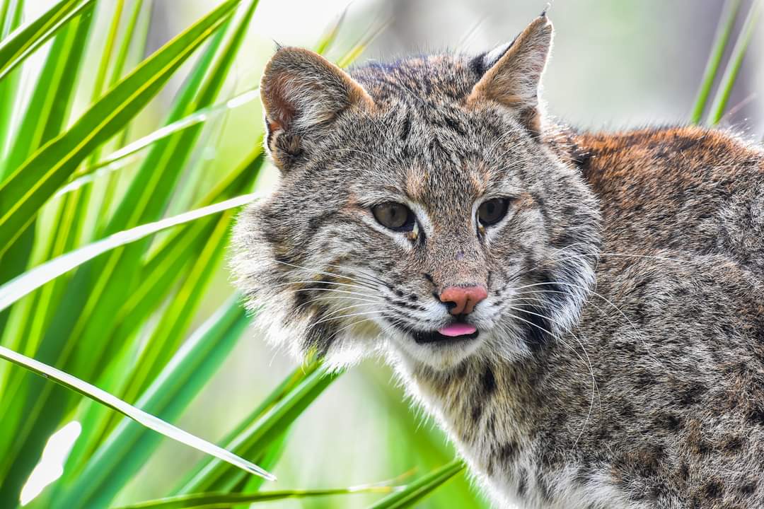 Caught this wild male bobcat mid-blep. | Scrolller