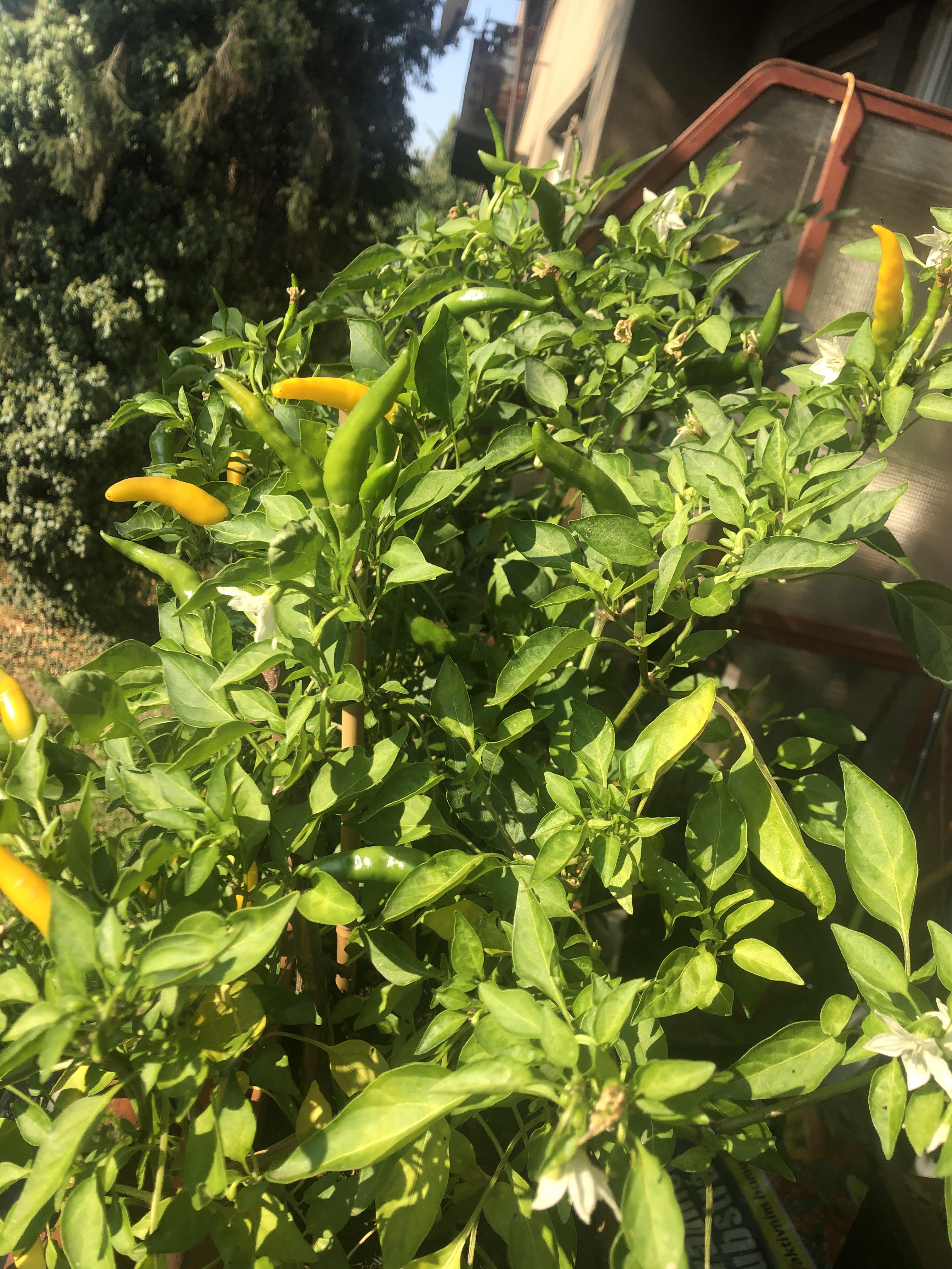 Cayenne yellow - still blooming | Scrolller