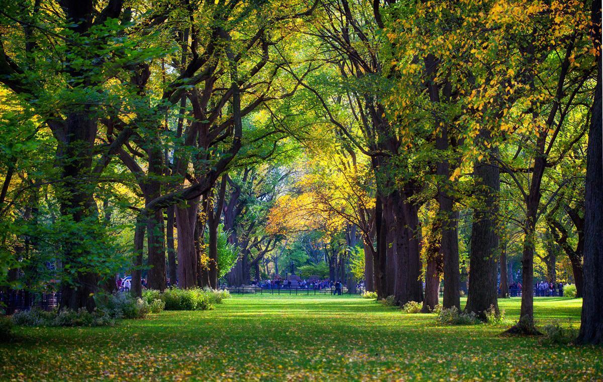 Central Park | Scrolller