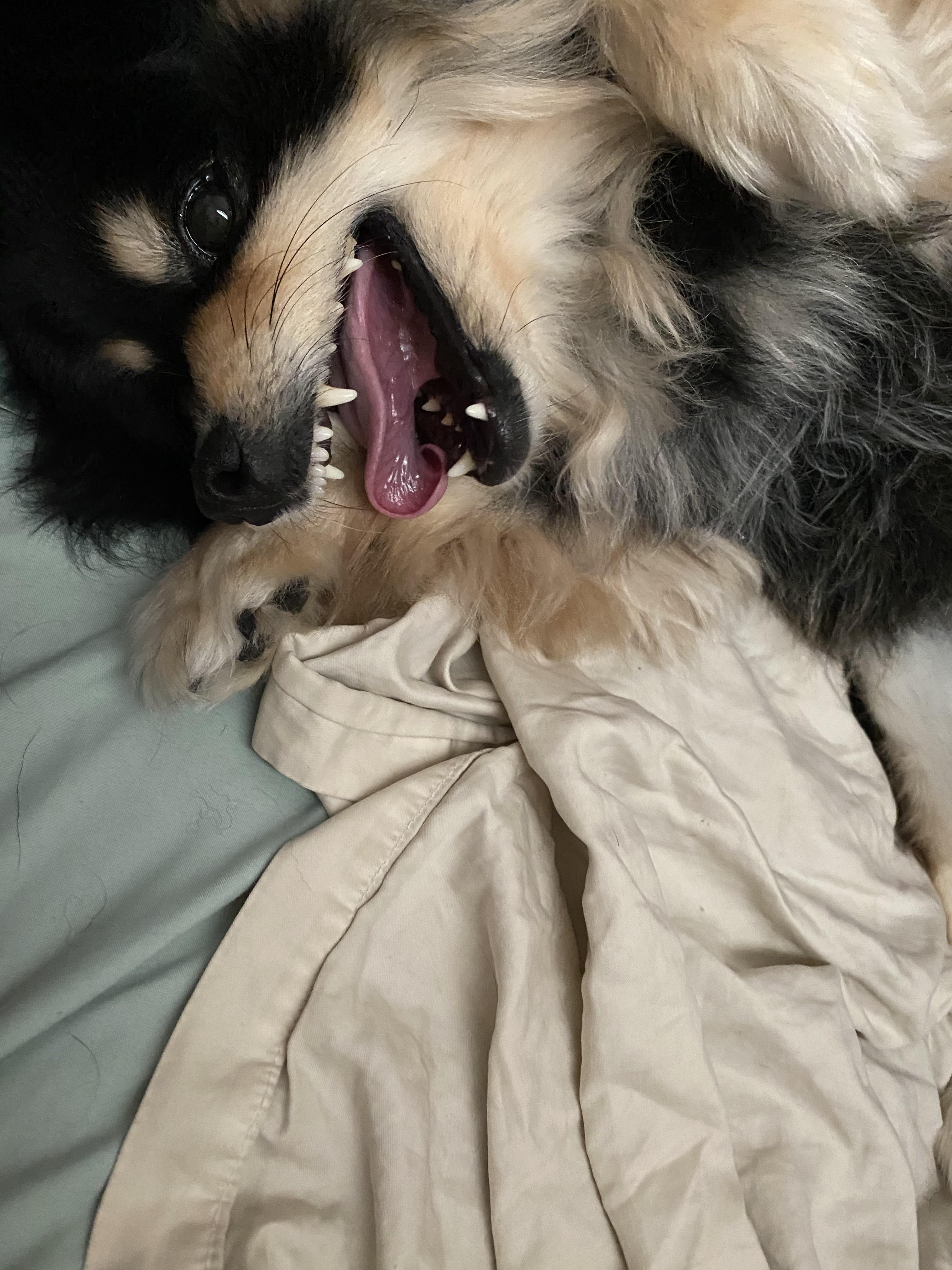 Challenging his inner Cujo while going full derp! | Scrolller