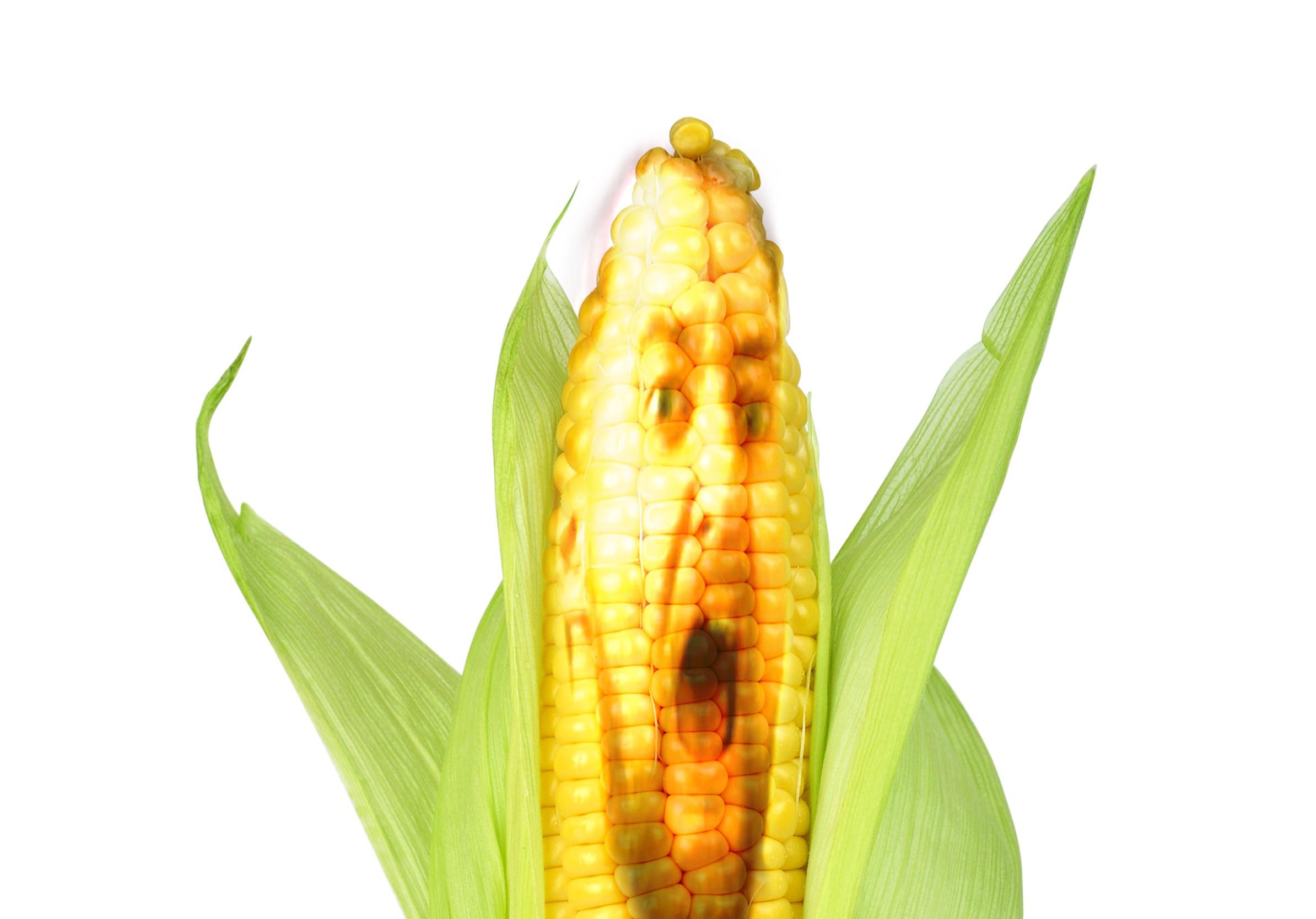 Charles Corn-Yell | Scrolller