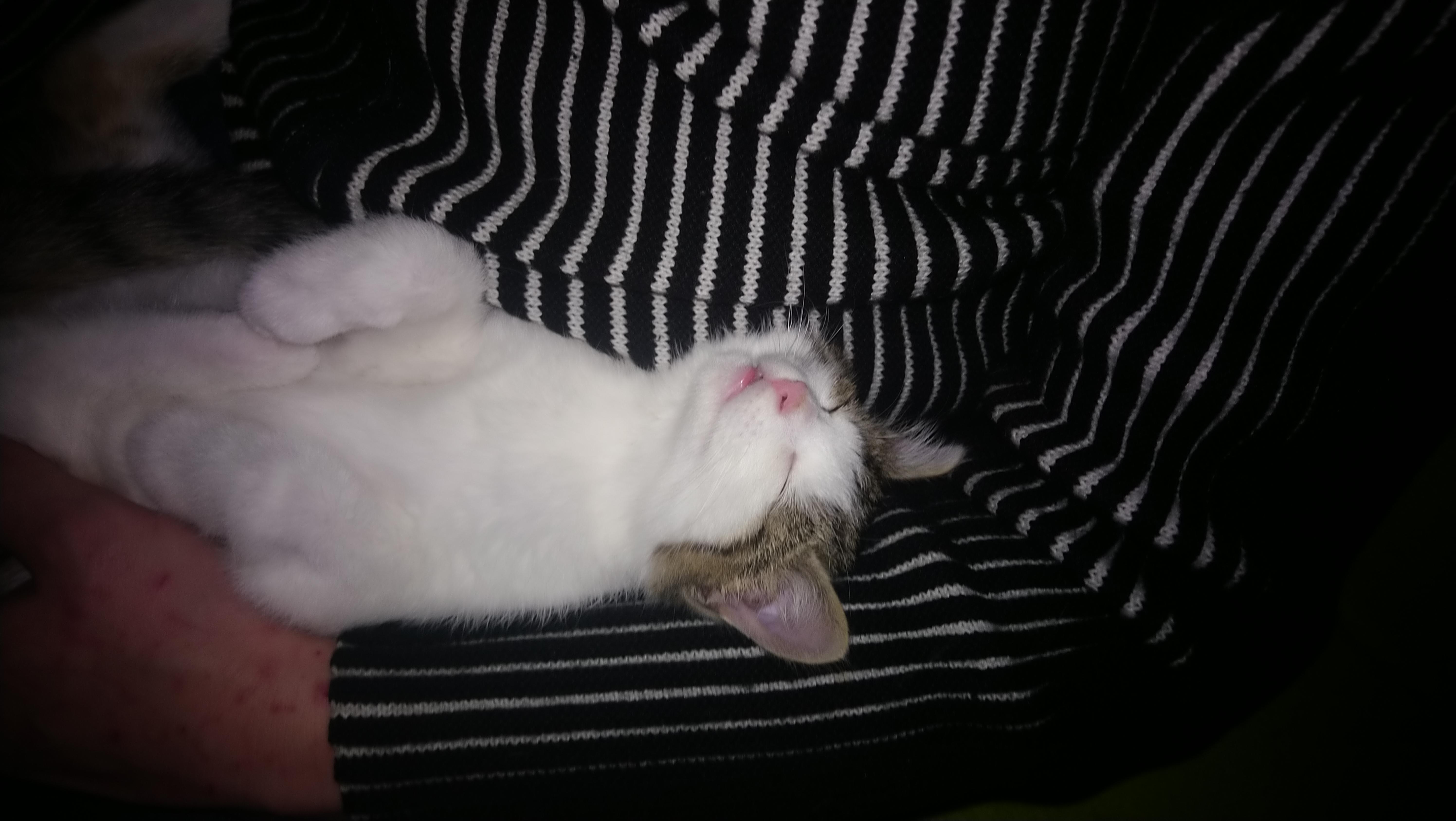 Charles is falling asleep | Scrolller