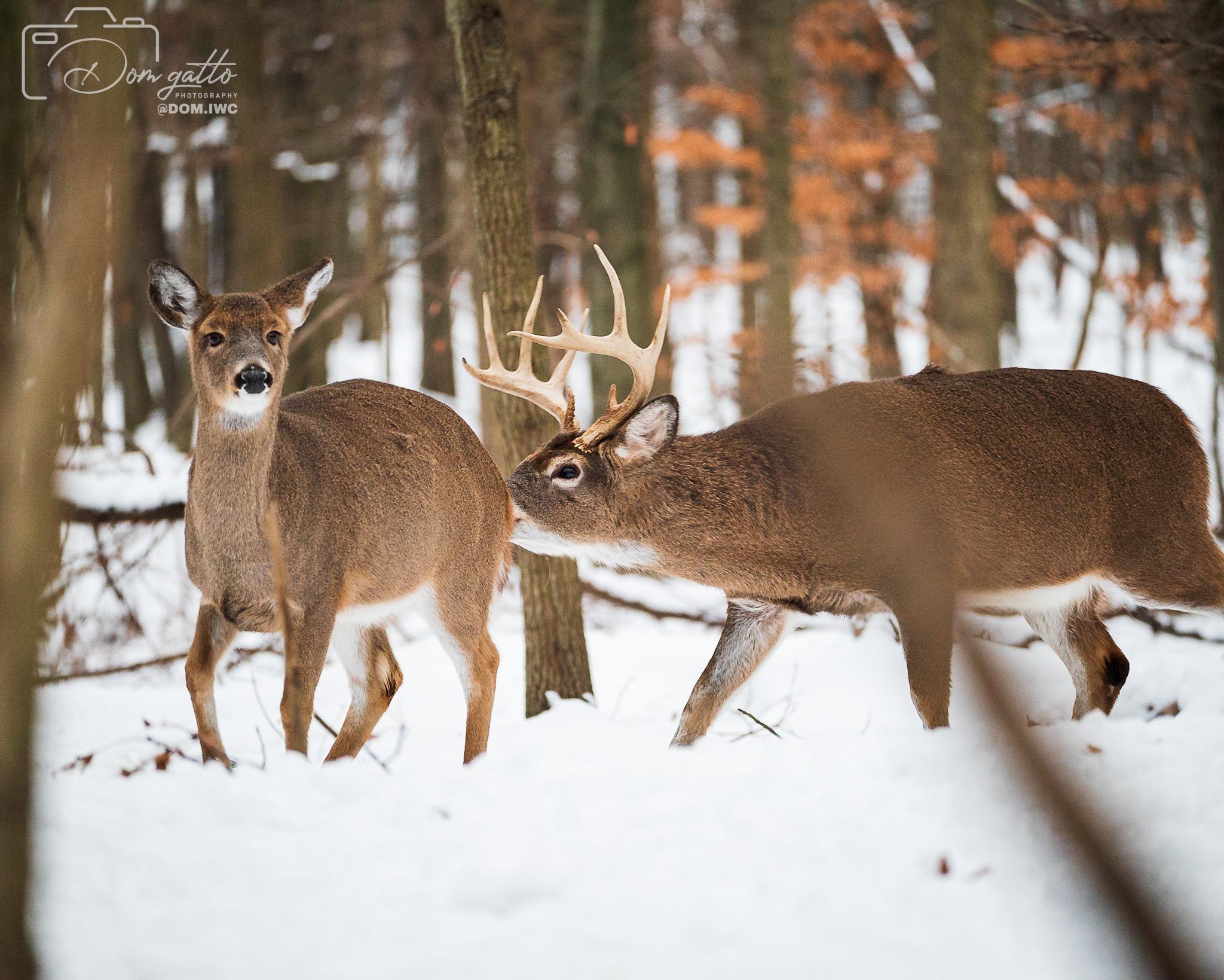 Chasing Tail | Scrolller