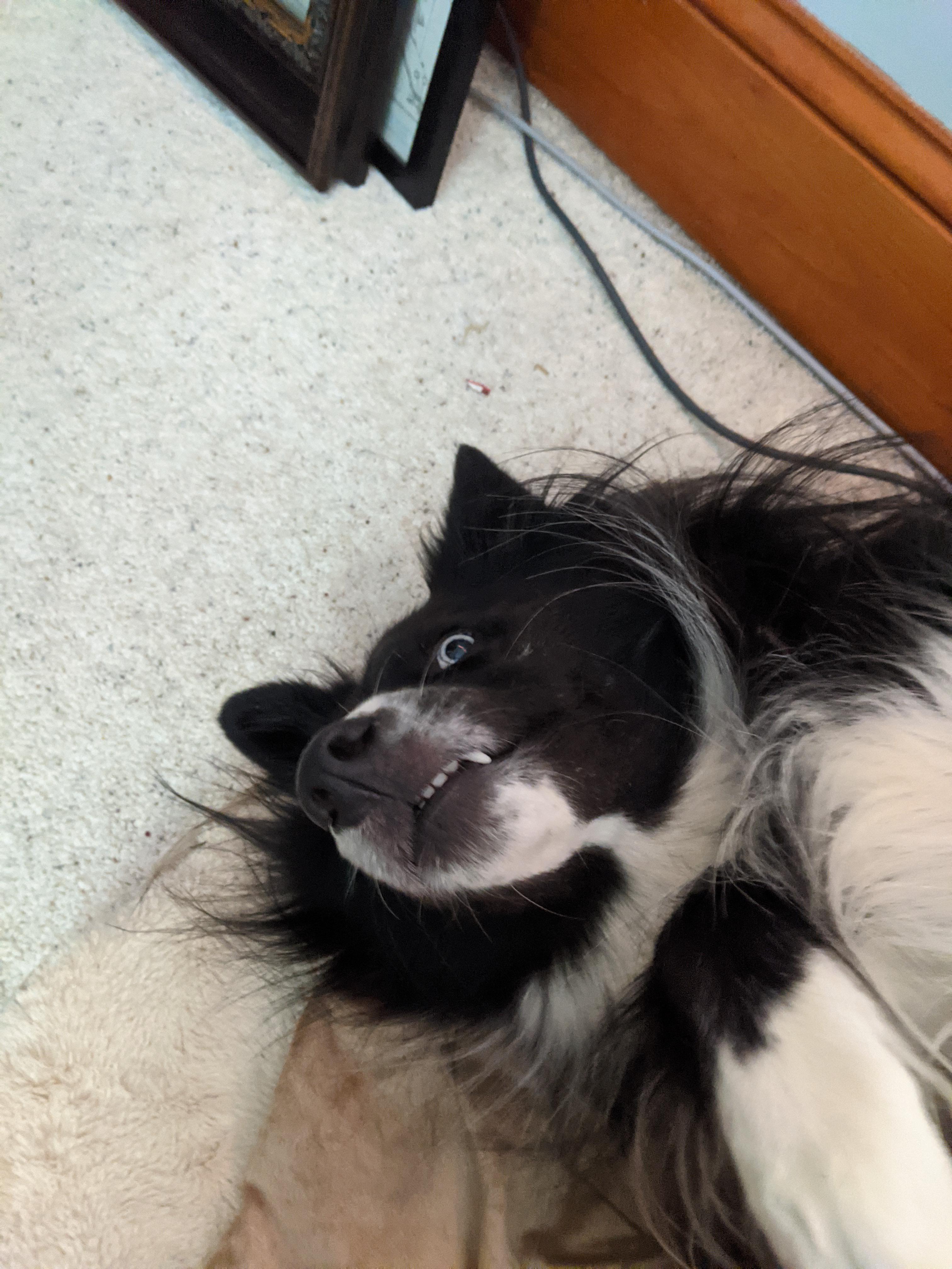 Check out this heckin dog. | Scrolller