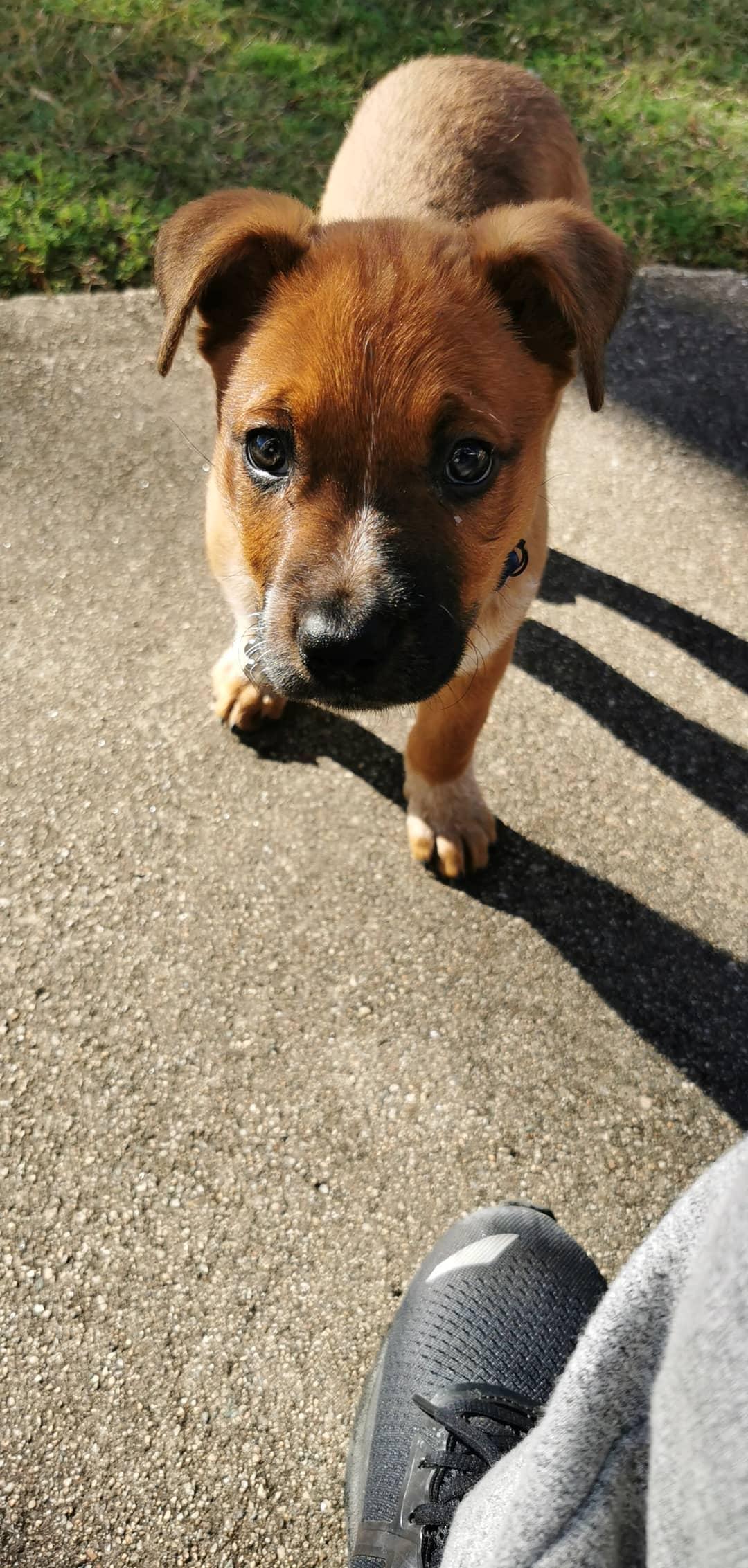 Cheeky 8 week old red cattle dog x staffy mix. | Scrolller