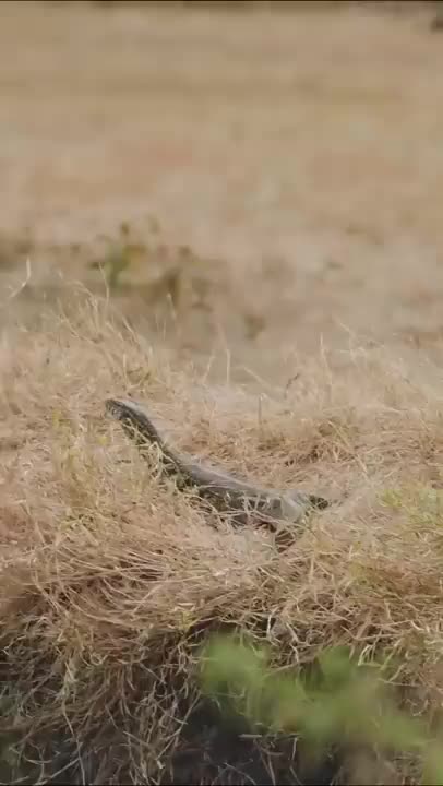 Cheetah gets a monitor lizard | Scrolller