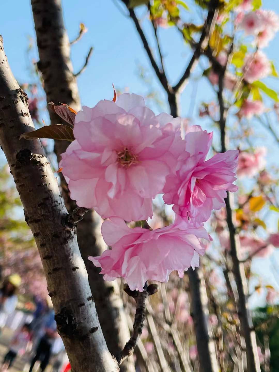 Cherry Blossoms Scrolller