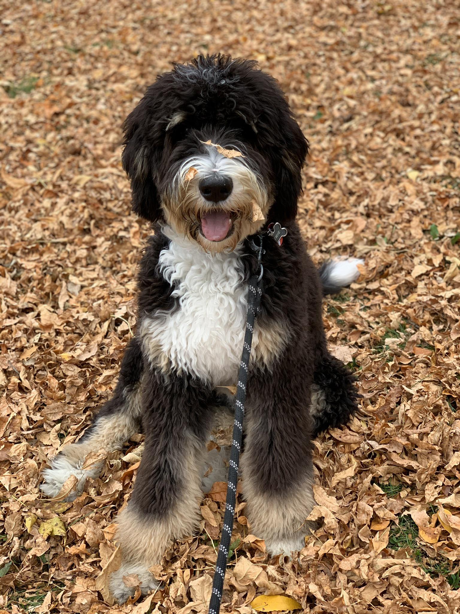 Chewie really loves chasing all the leaves. Happy 6 months buddy! | Scrolller