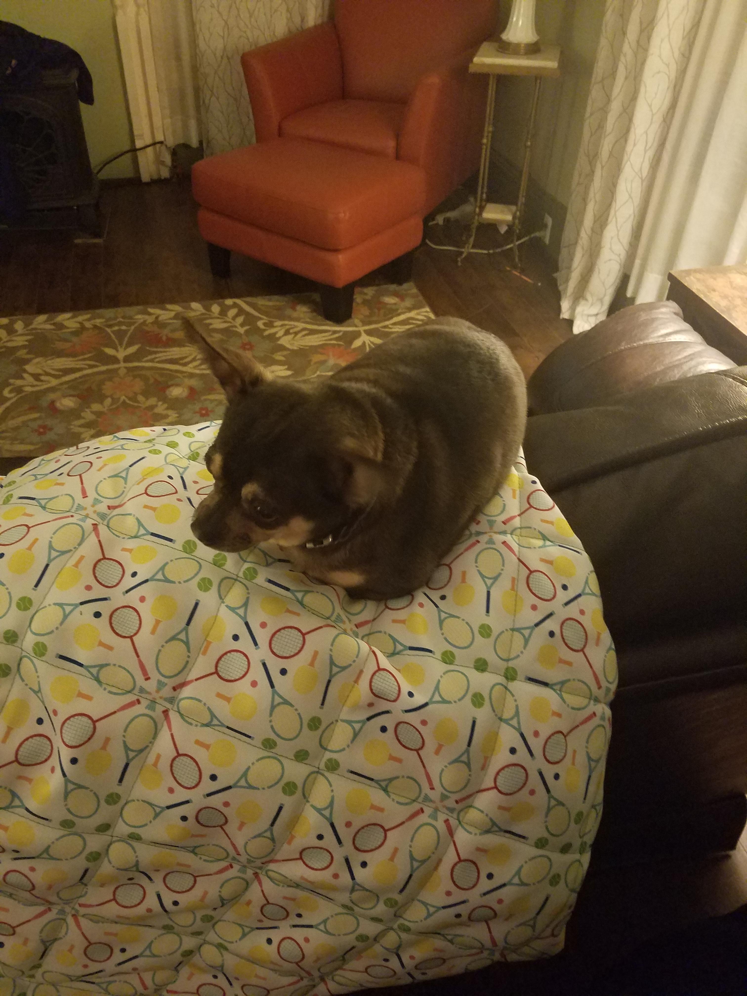 Chihuahua-loaf | Scrolller
