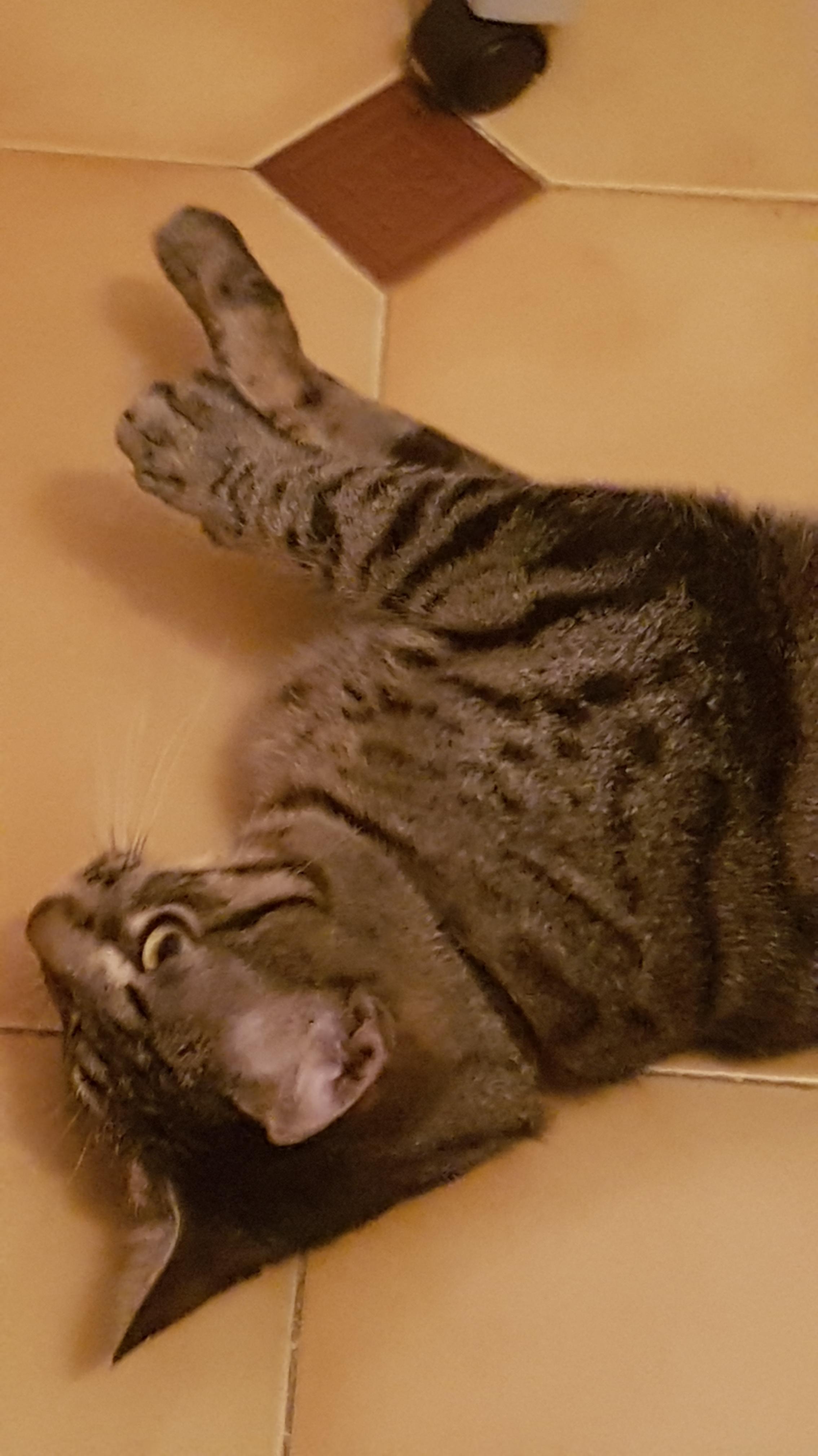 Chilling cat | Scrolller