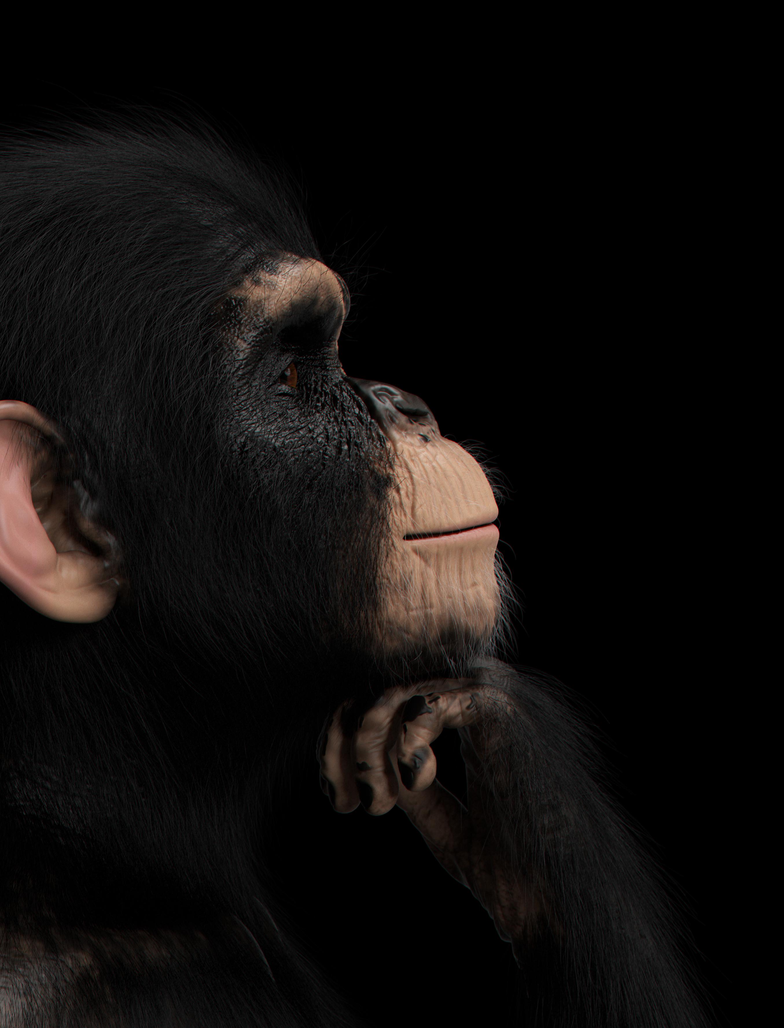 Chimpanzee | Scrolller