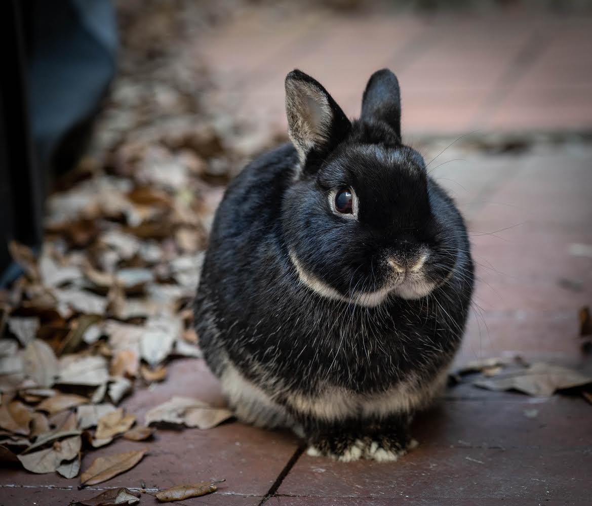 Chip the Bunny | Scrolller