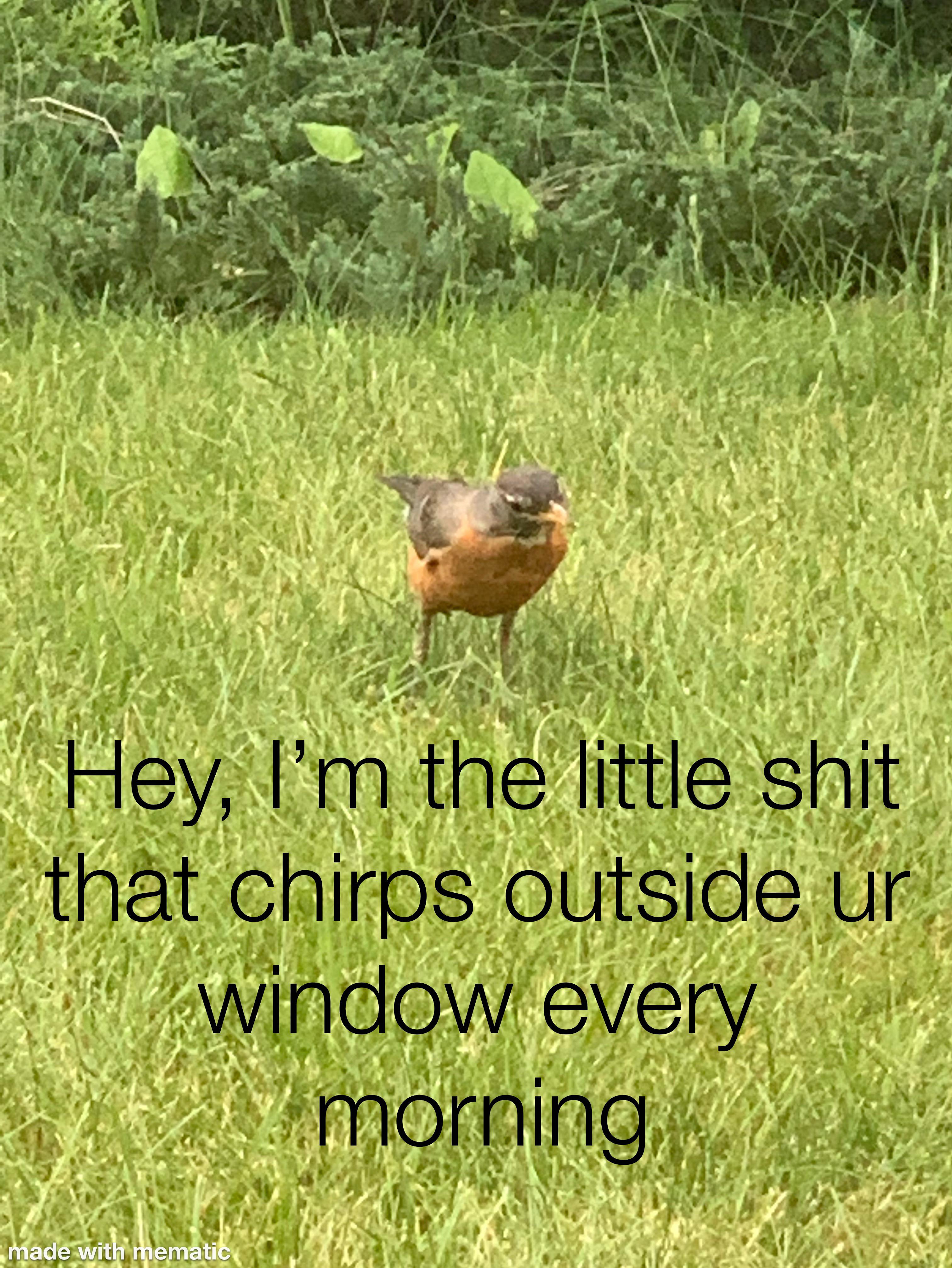 Chirp Chirp Mf time To Wake Up Scrolller chirp-chirp-mf-time-to-wake-up-scrolller