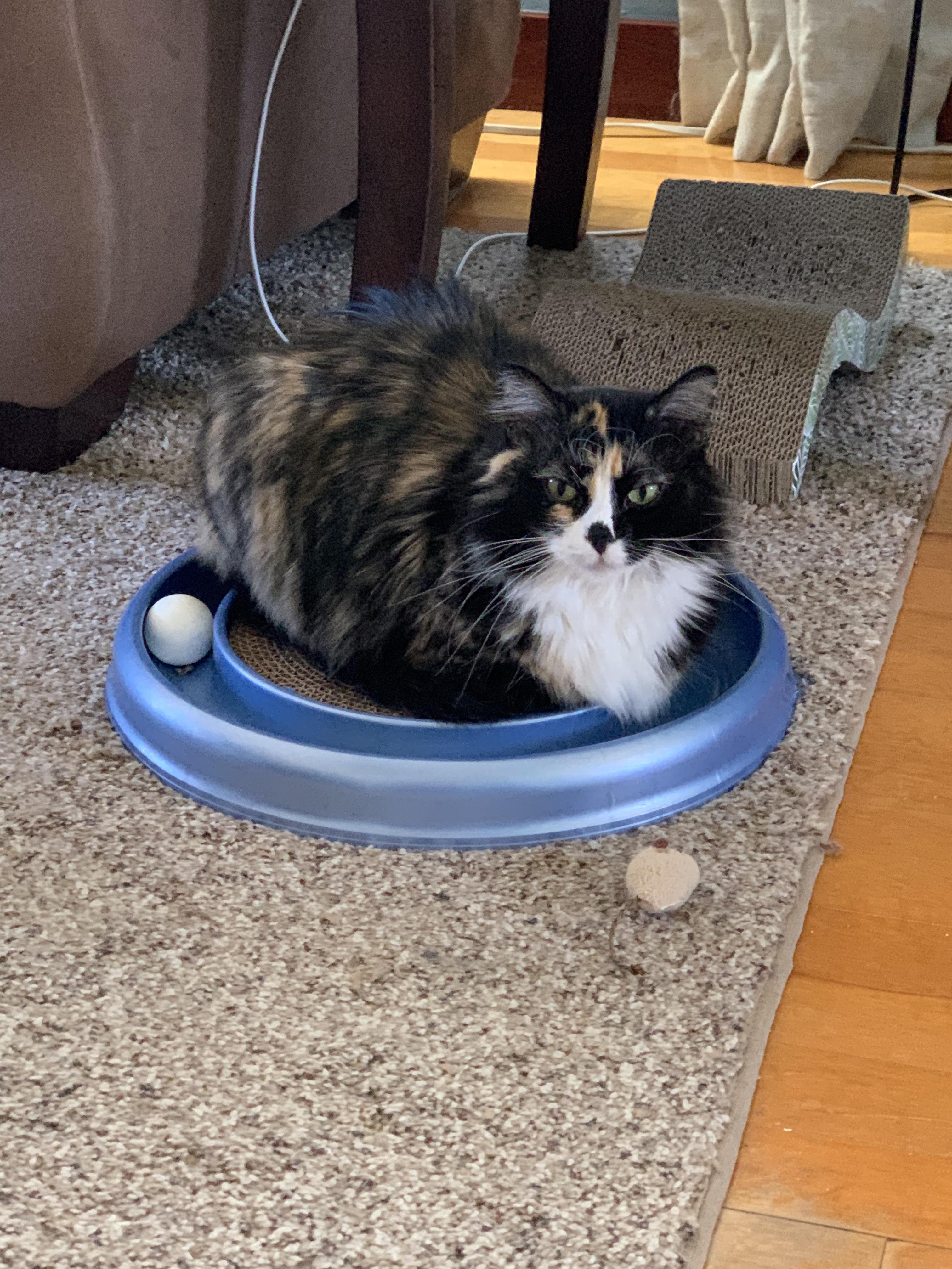 Chloe Loafing in the cat trap. I got a two-fer | Scrolller