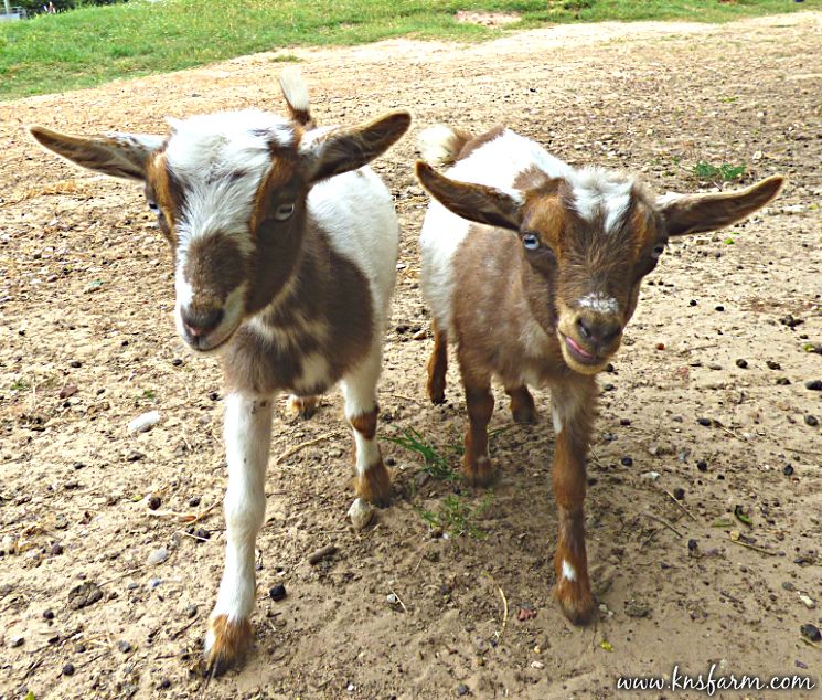 Chocolate and white baby goats | Scrolller