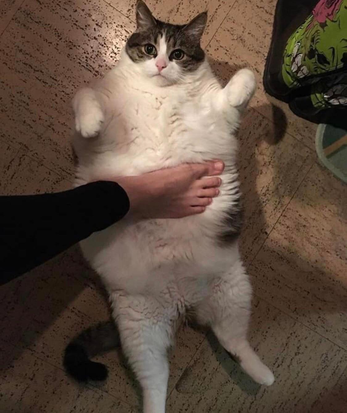 Chonk | Scrolller