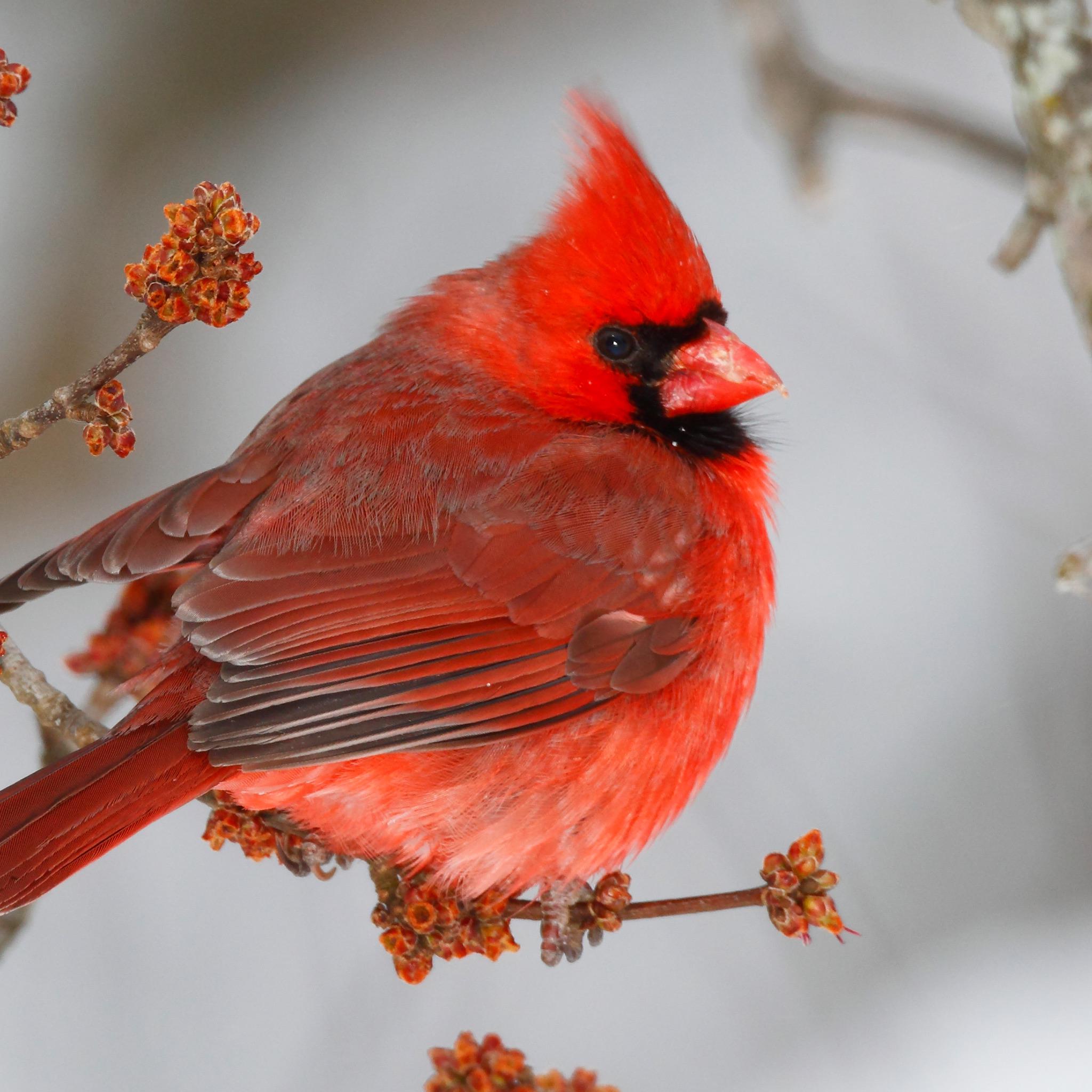 Chonk cardinal | Scrolller