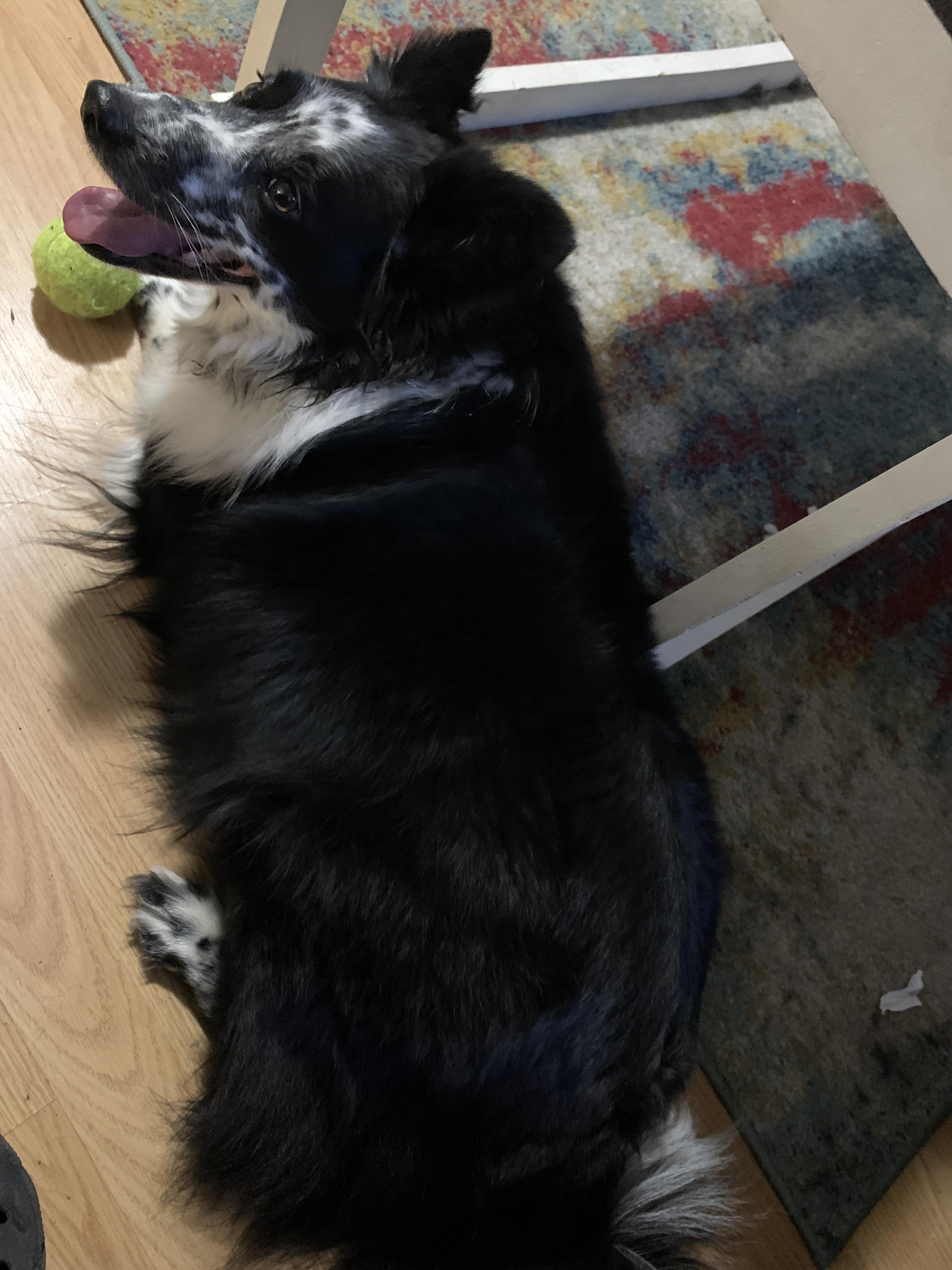 Chonks 🍗 | Scrolller