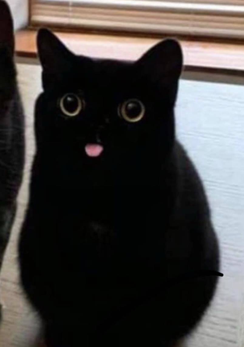 chonky void mlep | Scrolller