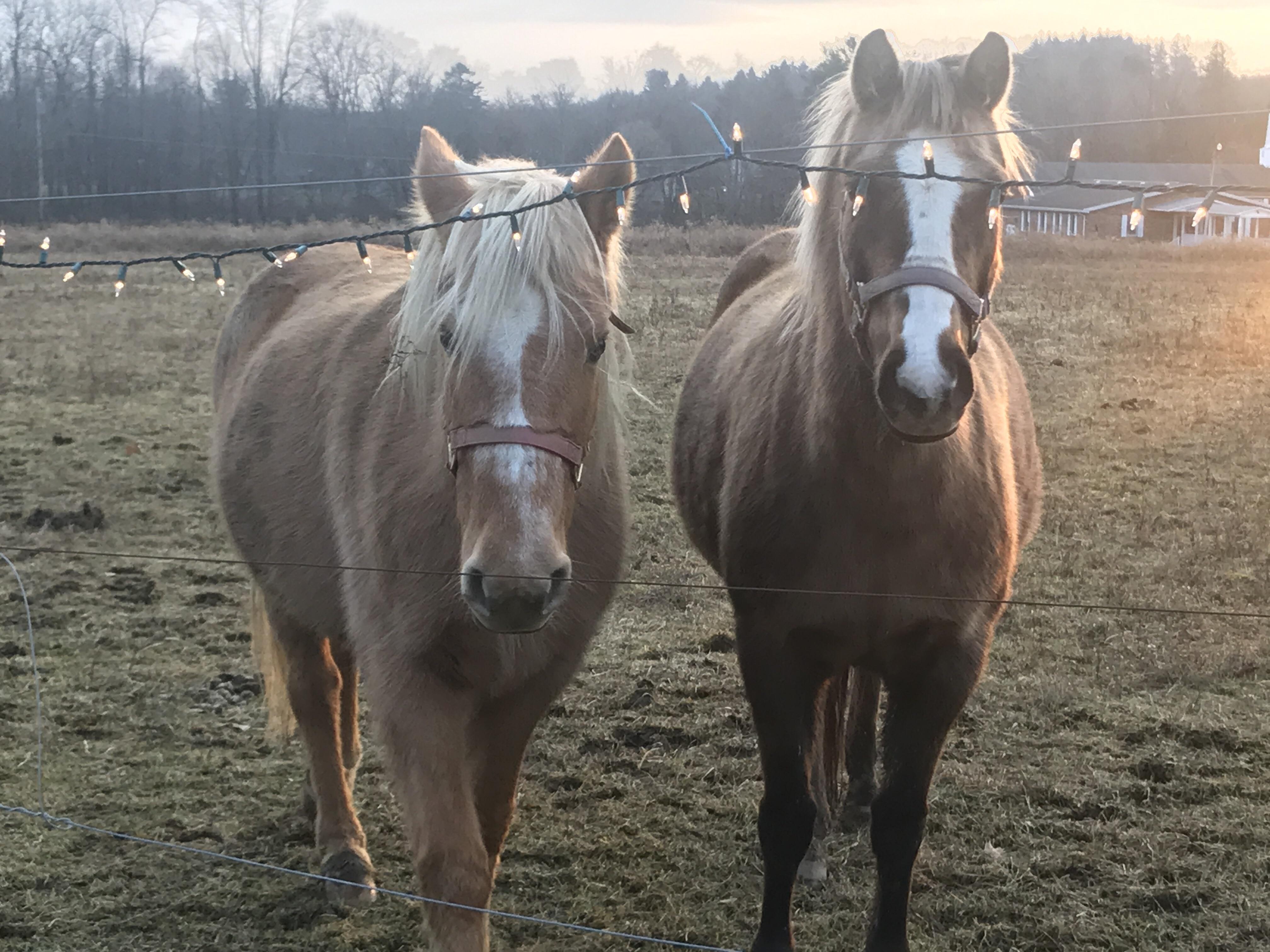 Christmas horses | Scrolller