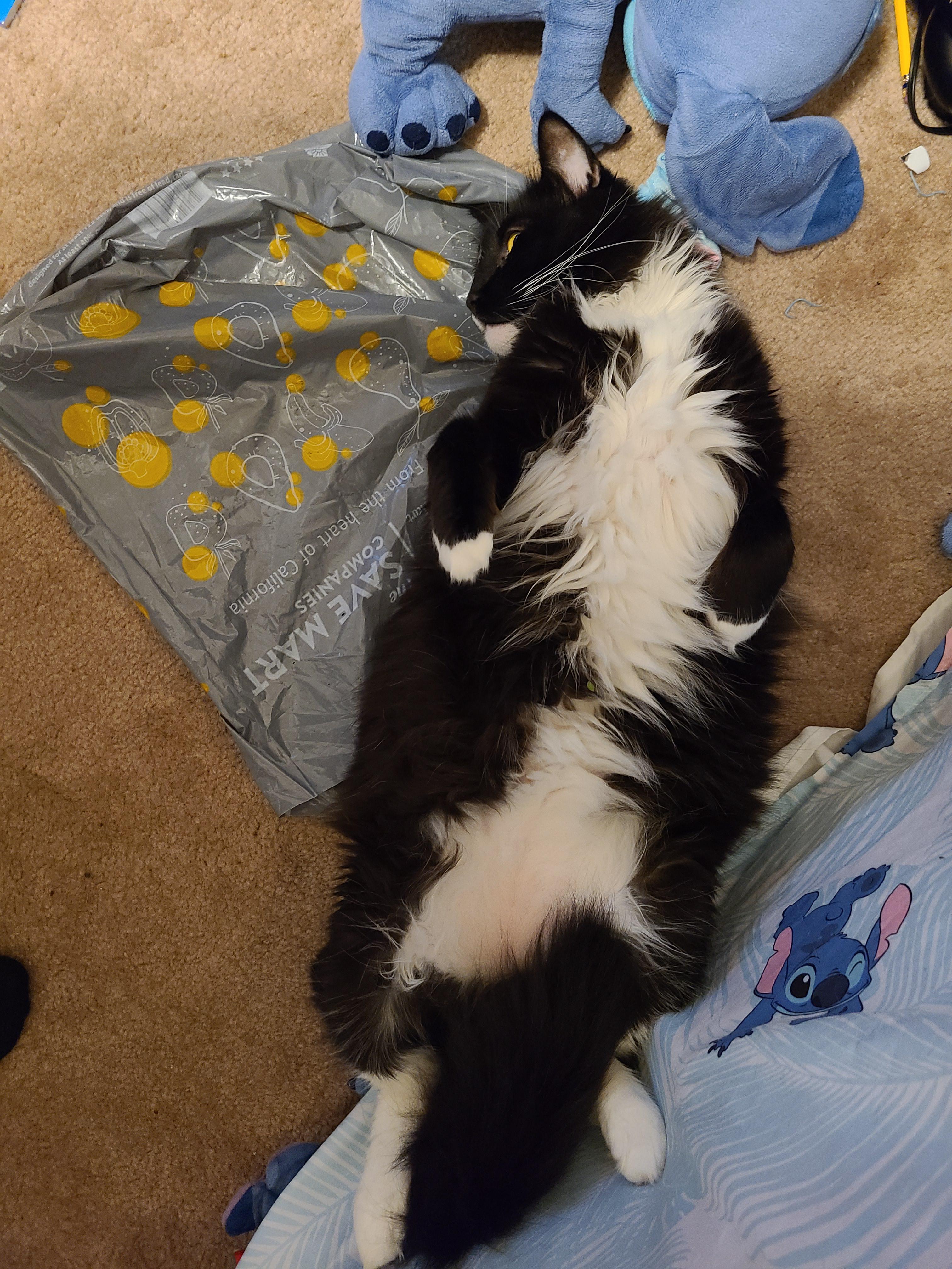 Chunkie fluffy tuxie belly | Scrolller
